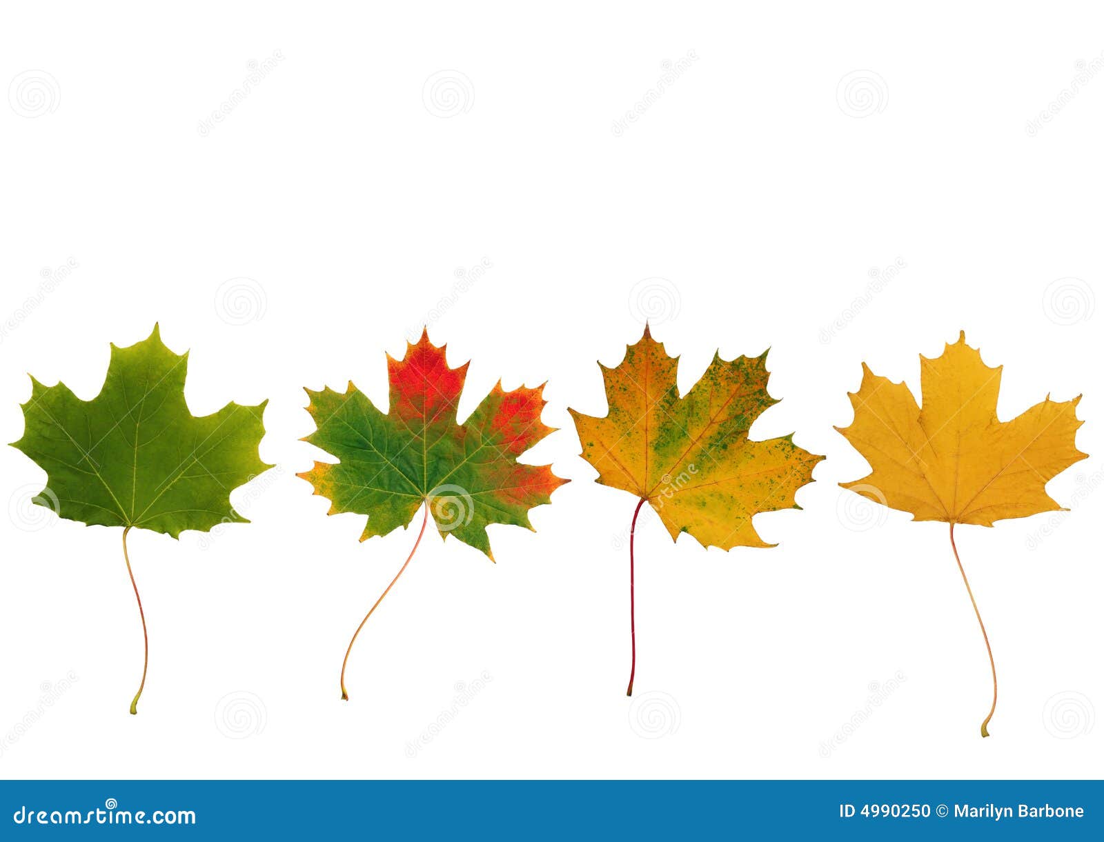 Autumnal Progression stock photo. Image of shapes, cycles - 4990250