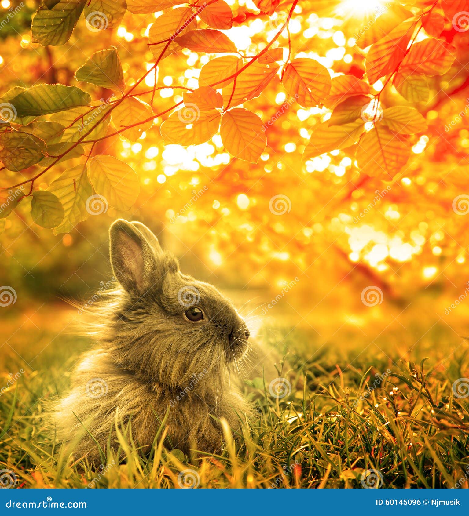 553 Pet Fall Art Stock Photos - Free & Royalty-Free Stock Photos from ...