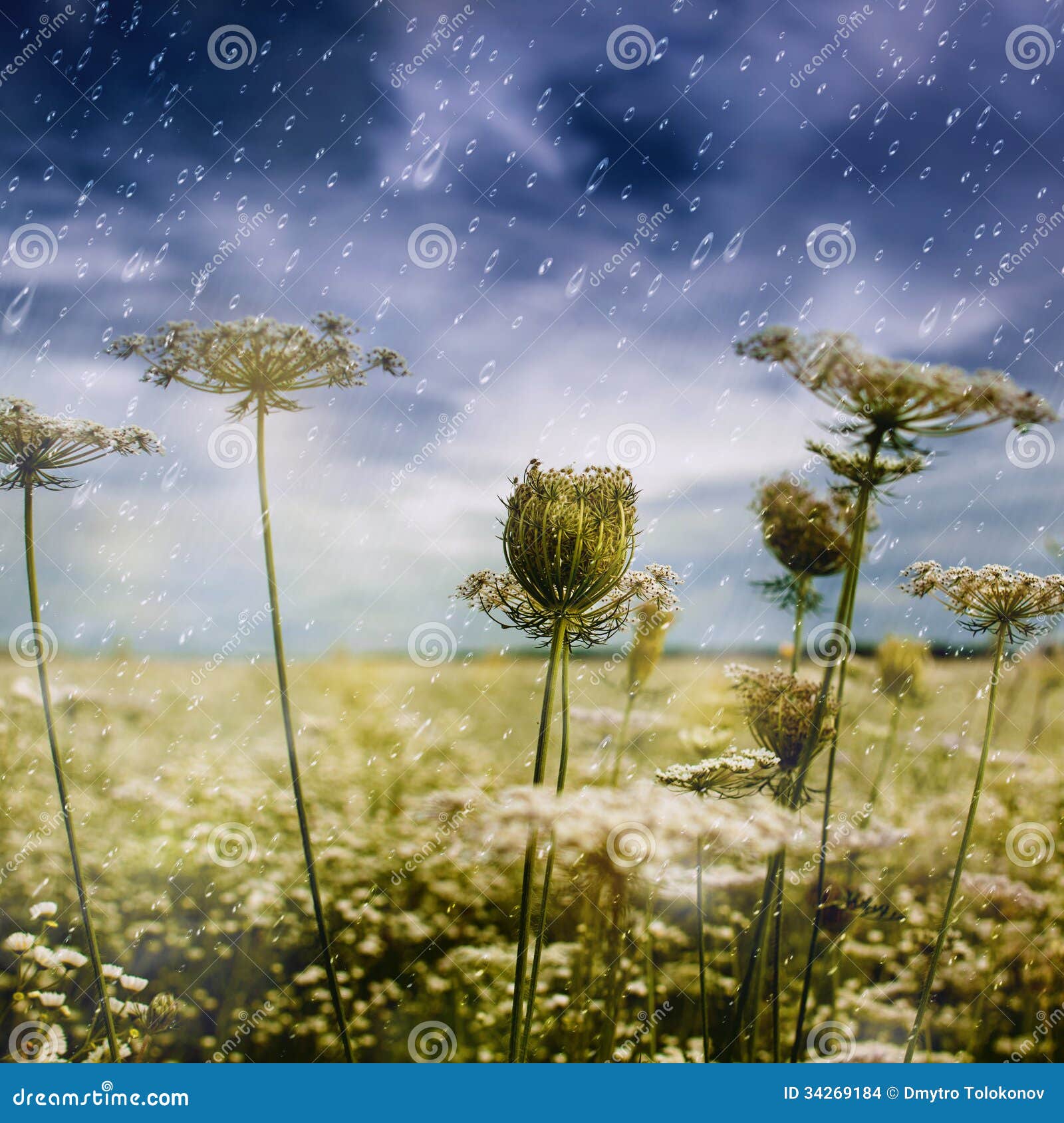 Autumnal rain. stock photo. Image of blue, agriculture - 34269184