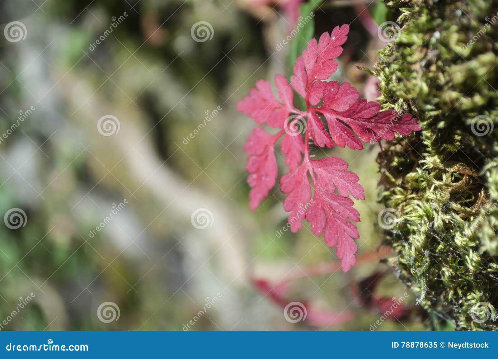 Autumnal Red Leaf in the Forest Stock Image - Image of landing, leisure ...