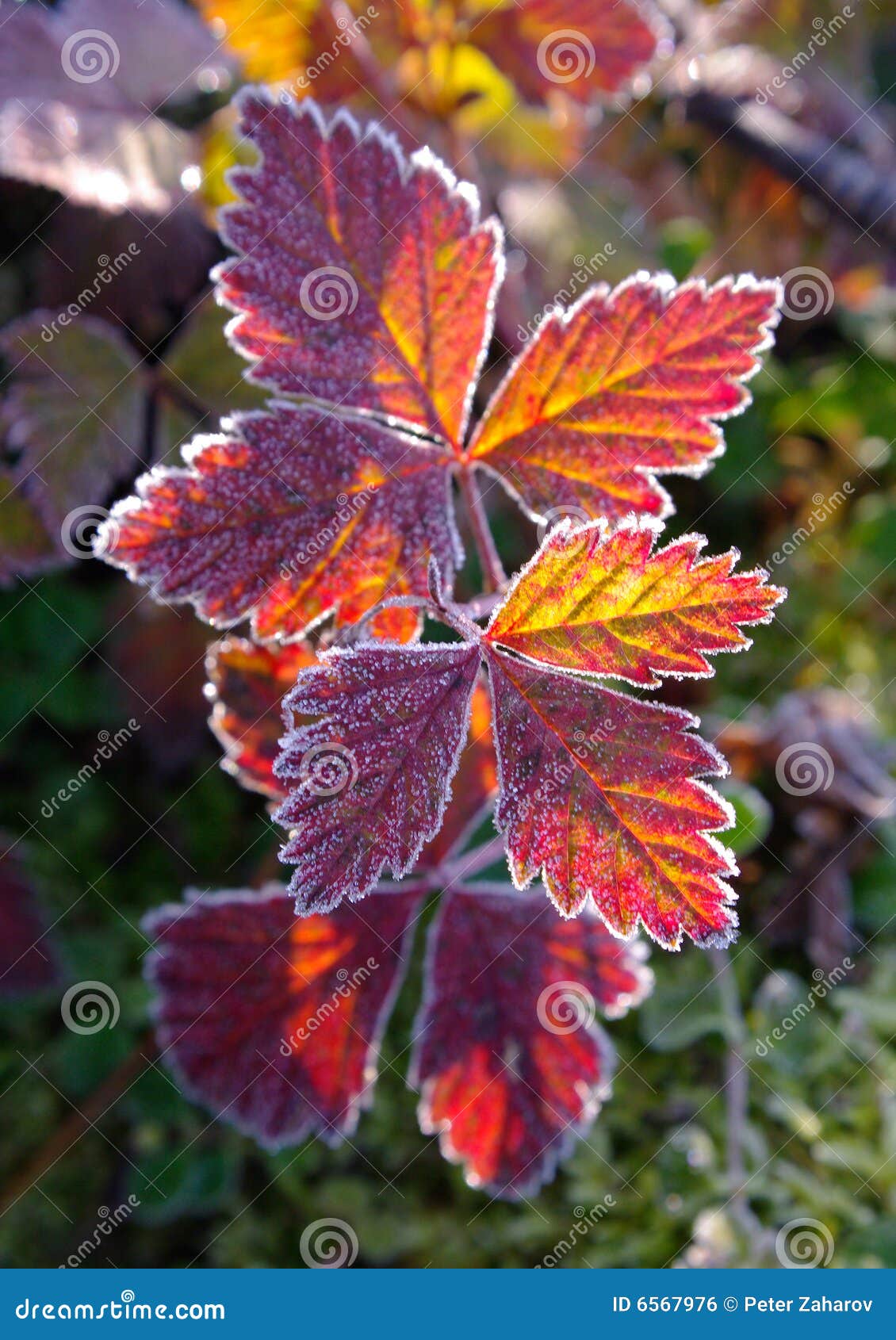 Autumnal red leaves stock photo. Image of fall, leaf, autumnal - 6567976