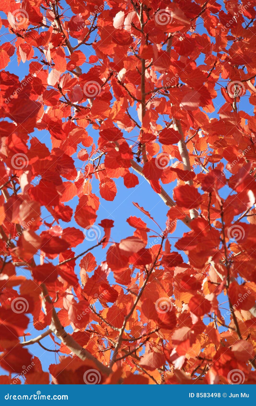 Autumnal red leaves stock photo. Image of park, nature - 8583498