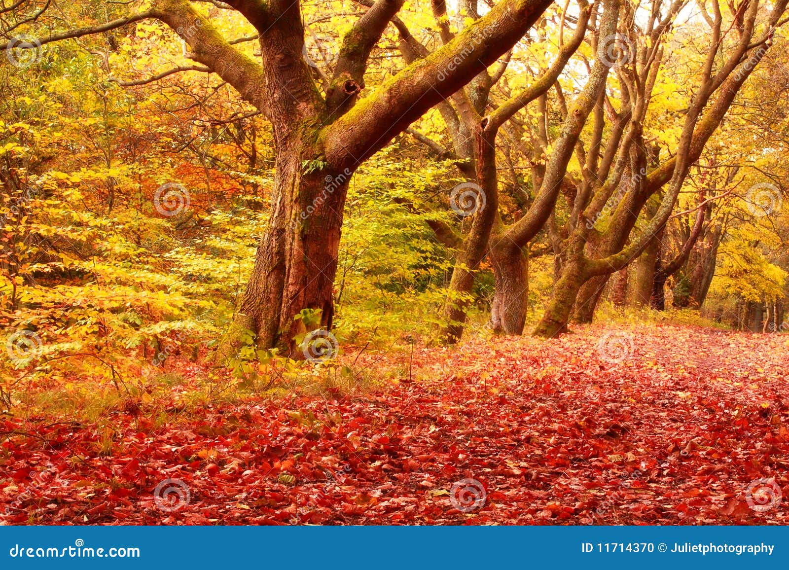 Autumnal Road stock photo. Image of green, natural, nature - 11714370 Autumnal Road stock photo. Image of green, natural, nature - 11714370
