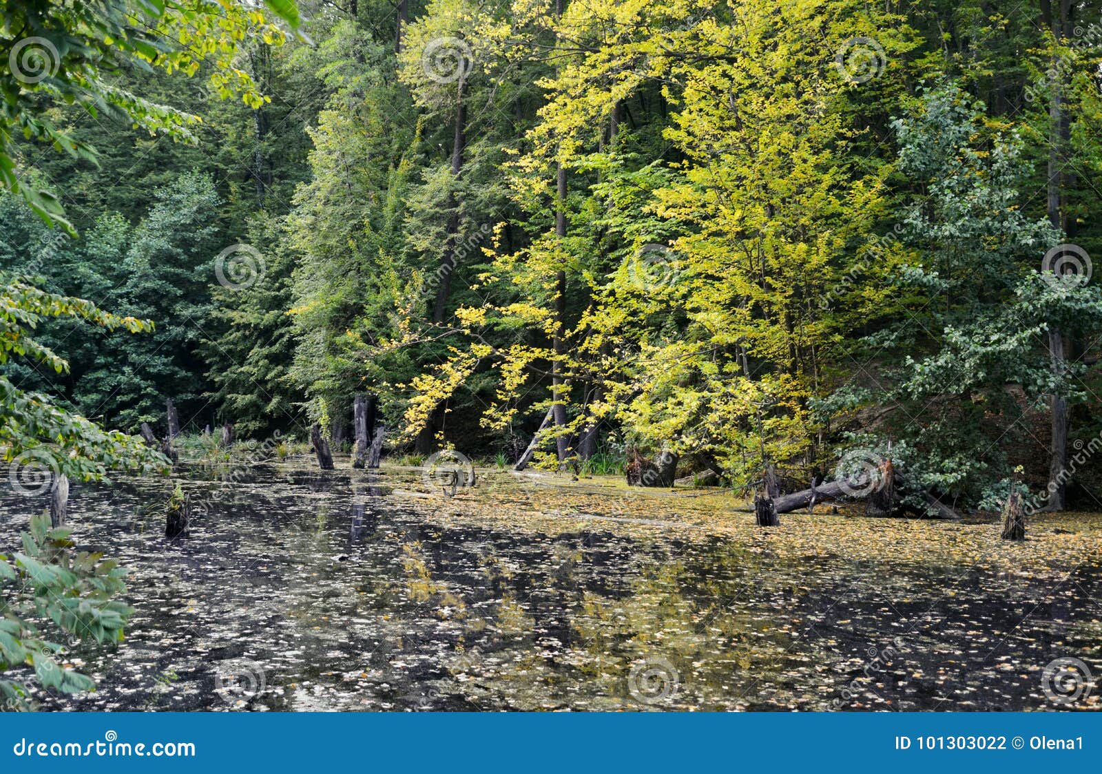 Autumnal swamp forest stock photo. Image of leaves, fall - 101303022