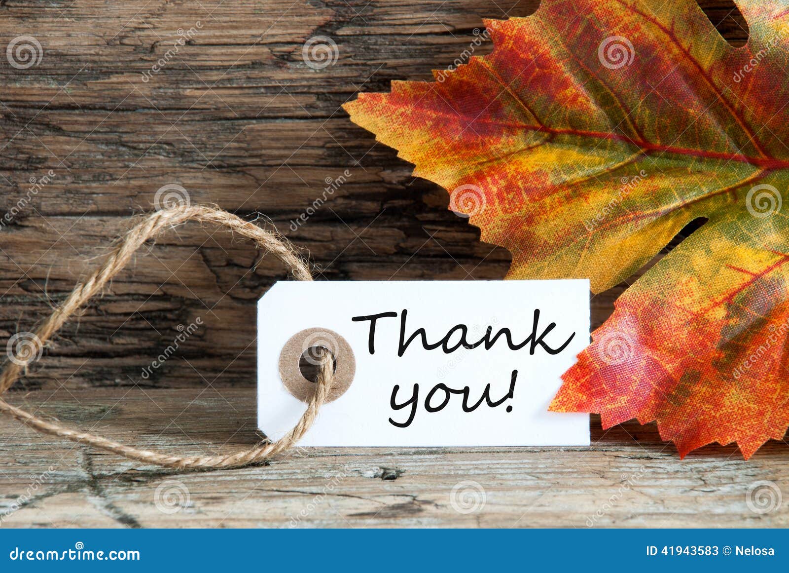 308 Thank You Forest Stock Photos - Free & Royalty-Free Stock Photos ...