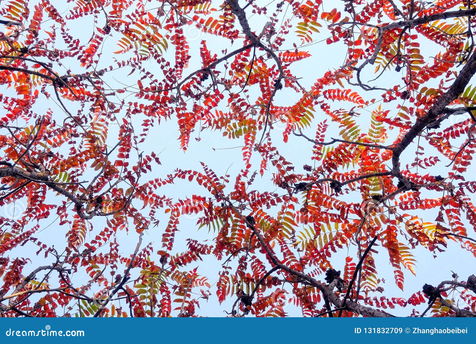 Autumnal torch tree grove stock image. Image of leaf - 131832709