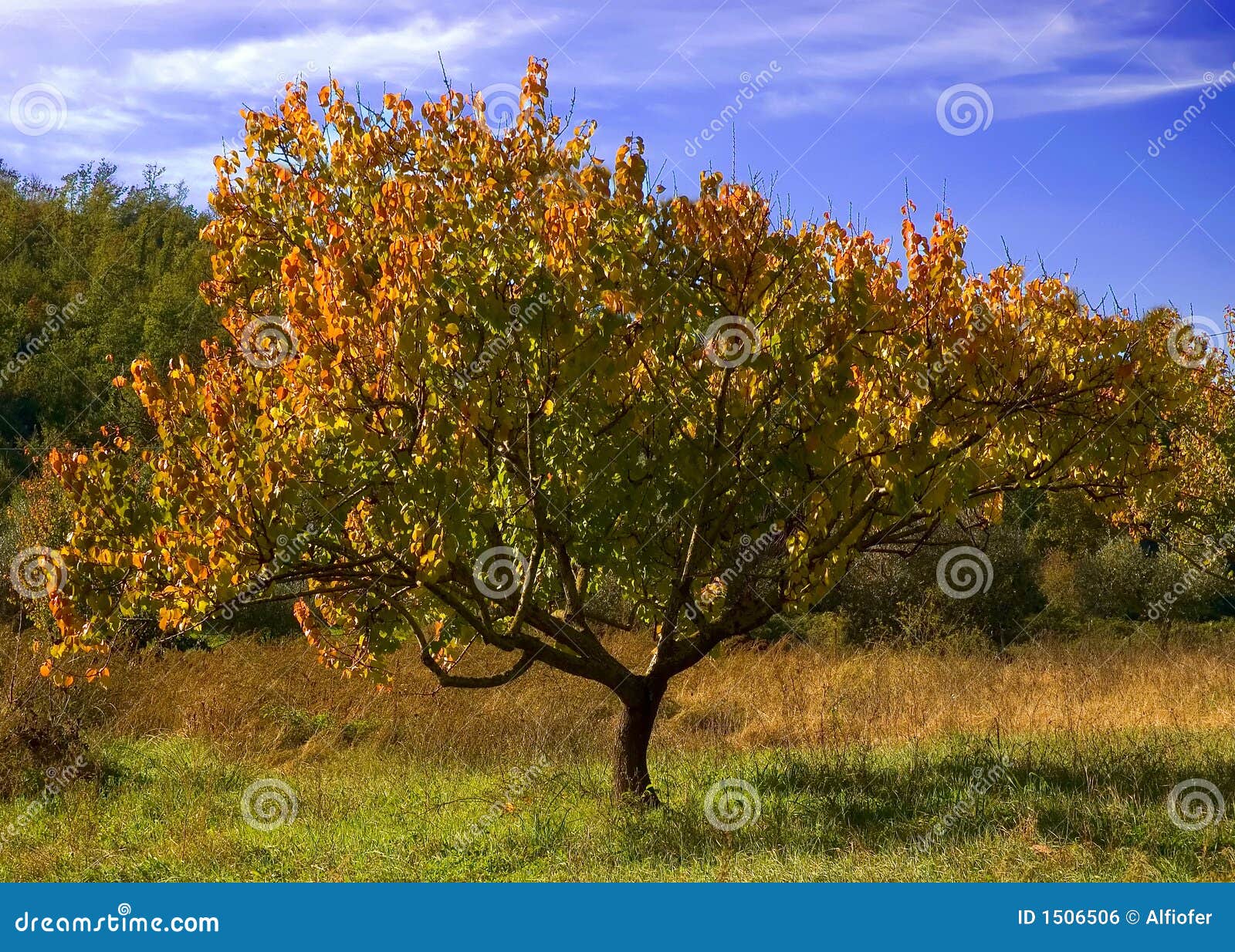 Autumnal tree stock photo. Image of outdoor, leaves, beautiful - 1506506