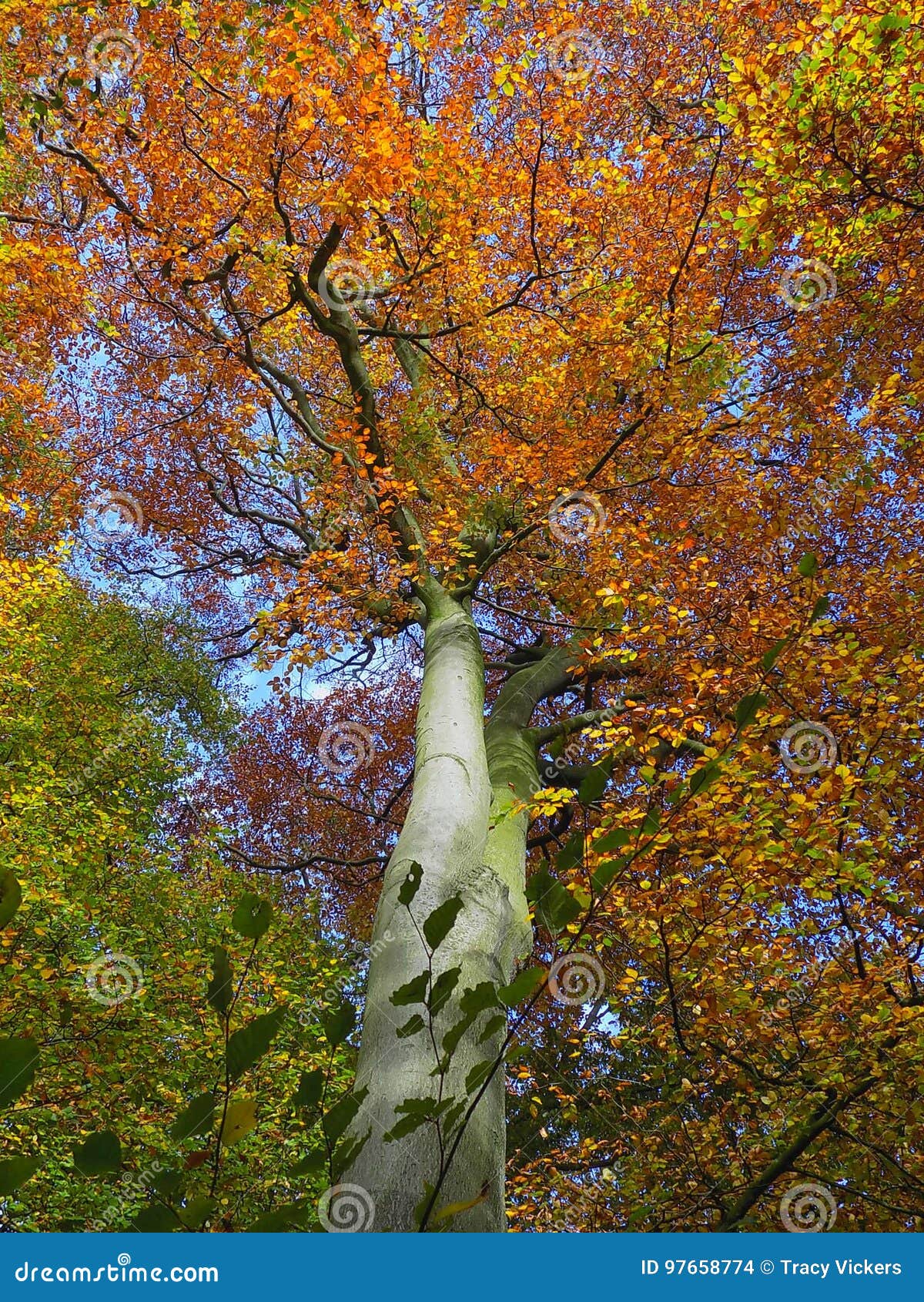Autumnal tree colours stock photo. Image of golden, herfst - 97658774