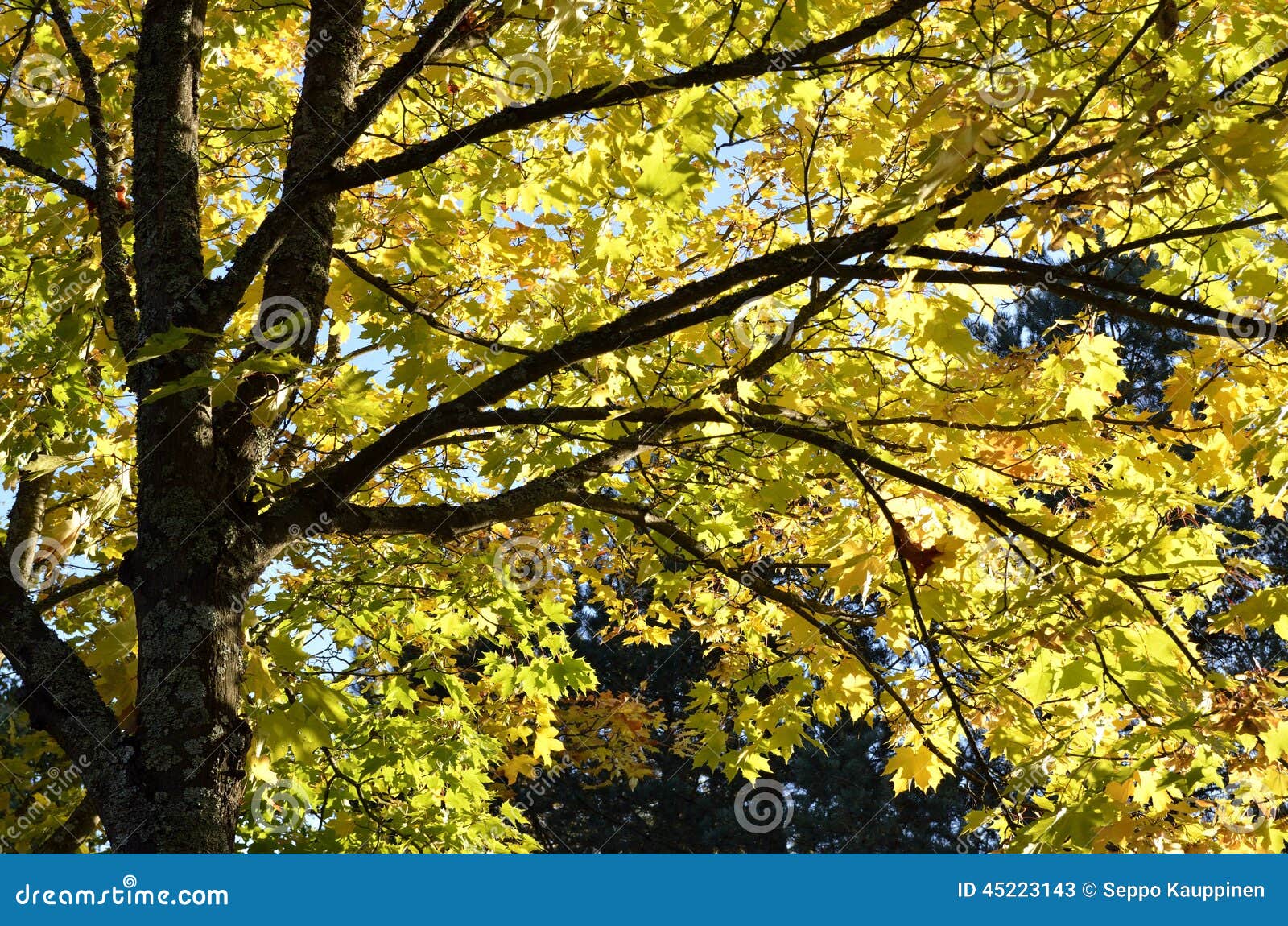 Autumnal tree stock image. Image of autumnal, orange - 45223143