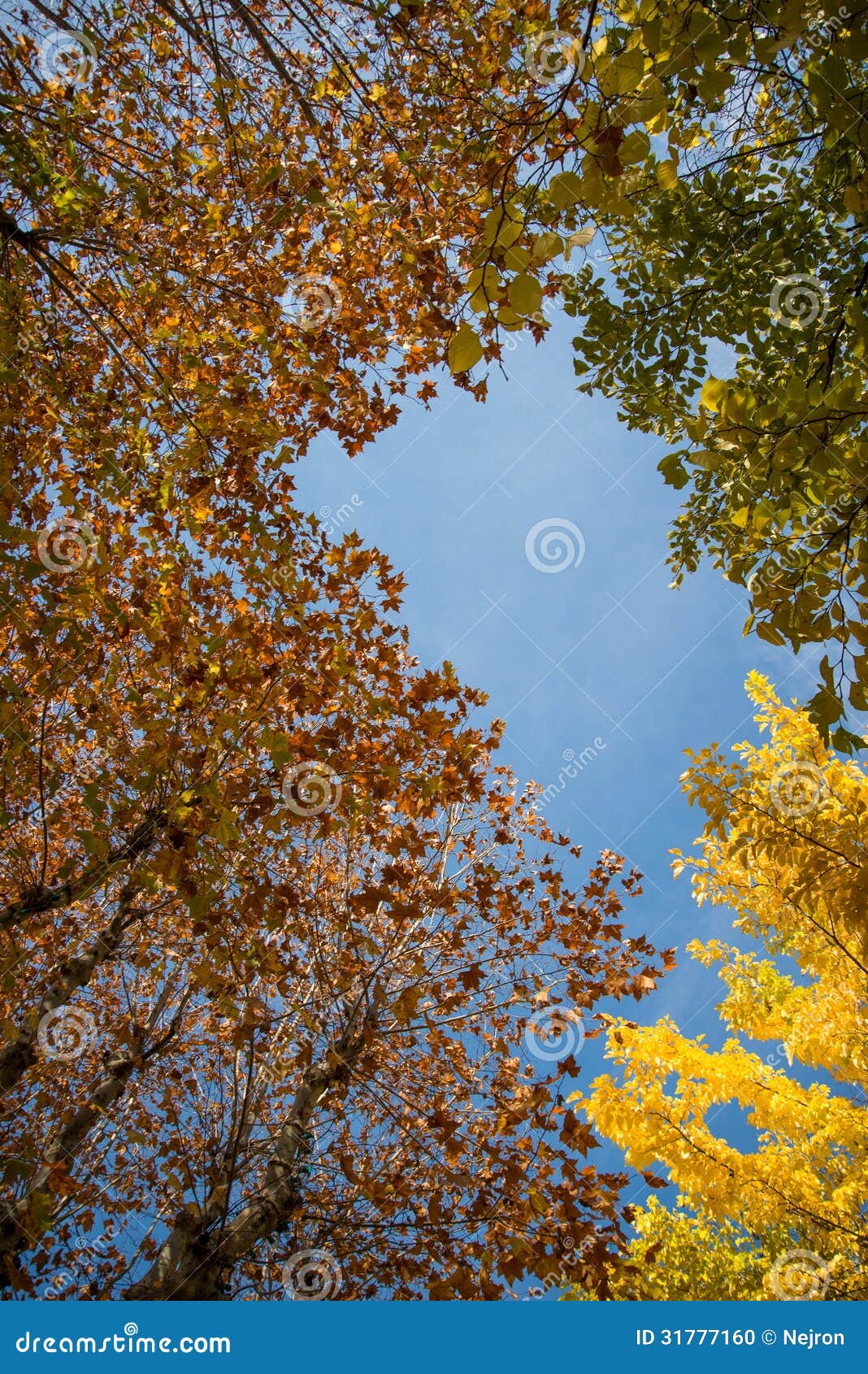 Autumnal trees stock photo. Image of garden, leaves, botany - 31777160