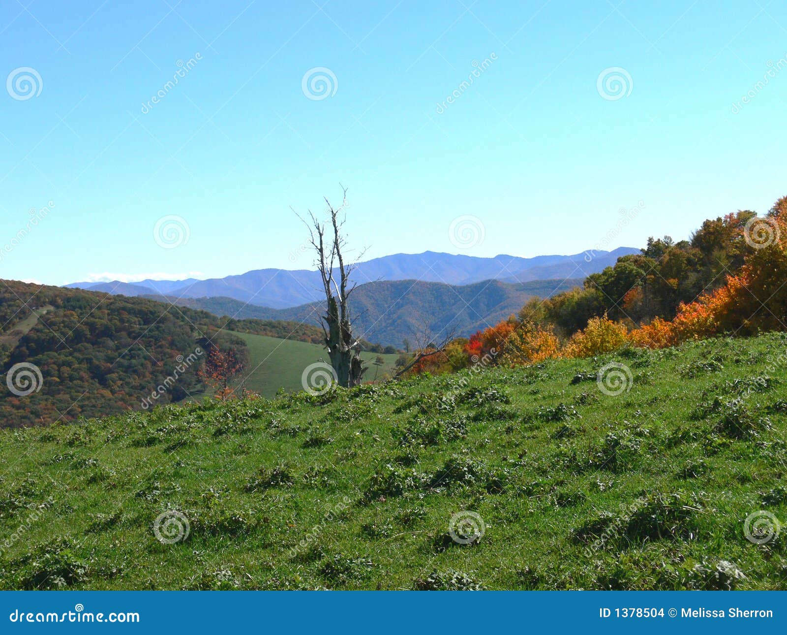 Autumnal Trees in Countryside Stock Photo - Image of hills, remote: 1378504