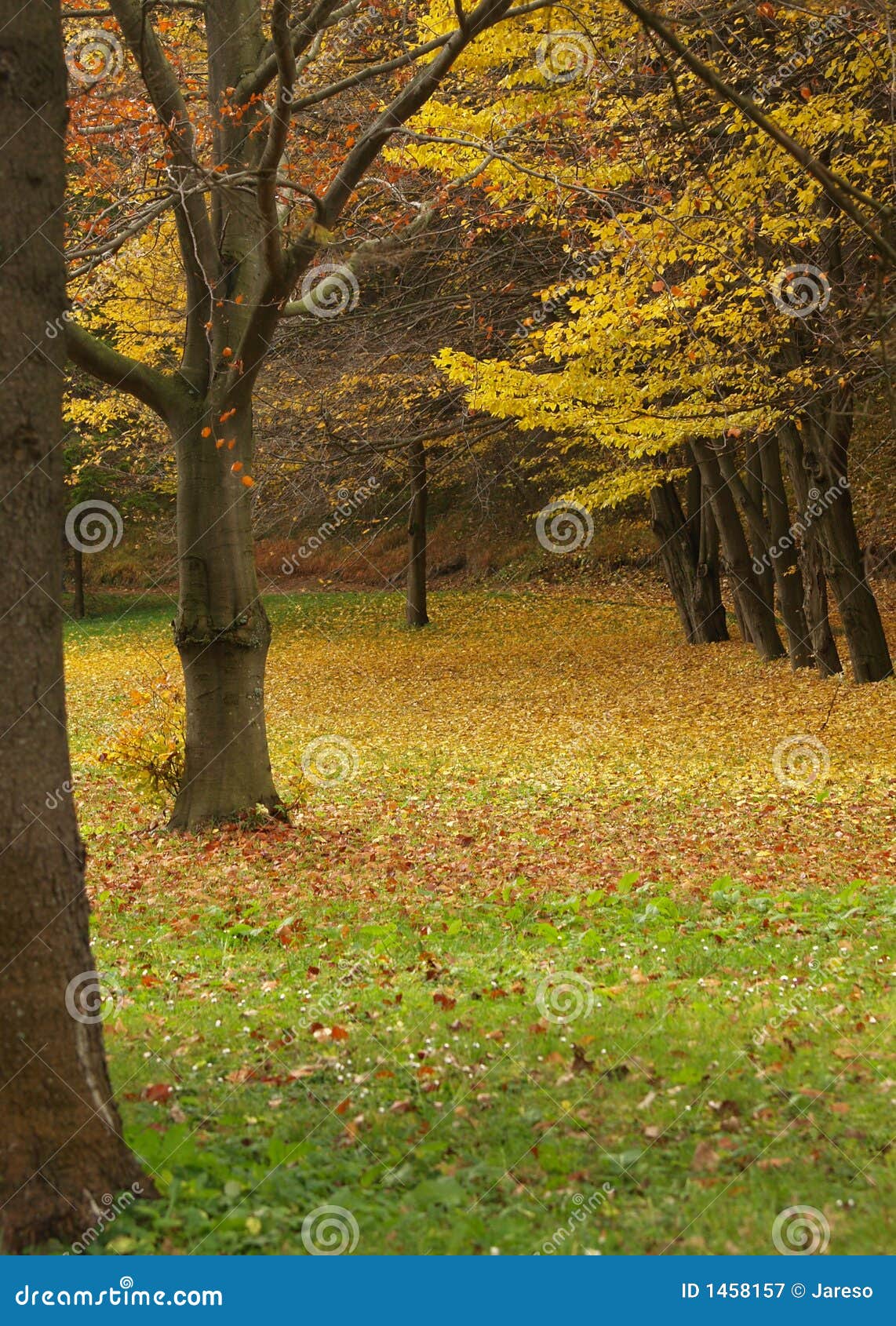 Autumnal trees in park stock image. Image of autumnal - 1458157