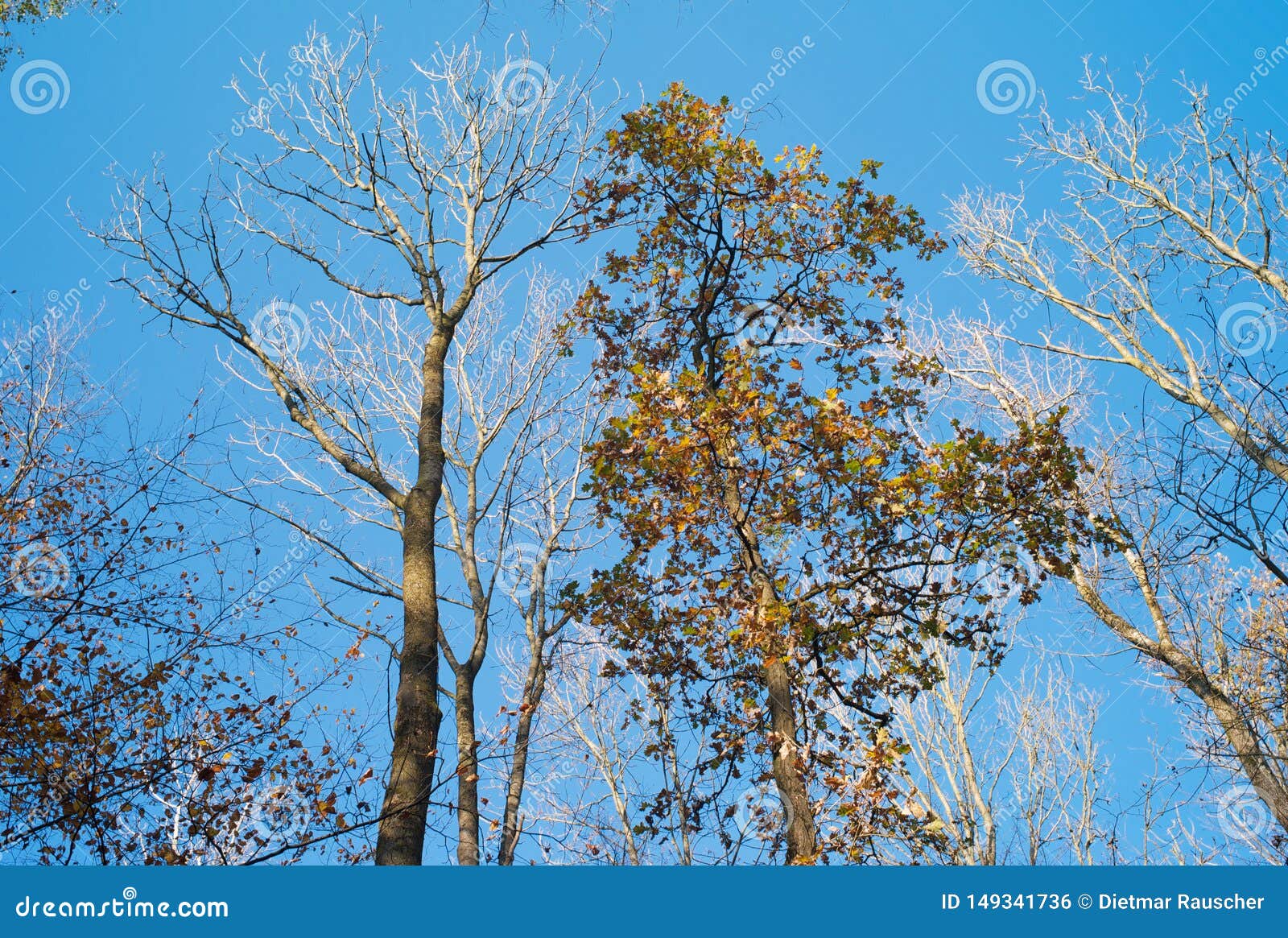 Autumnal Trees with Sparse Foliage Stock Photo - Image of backgrounds ...