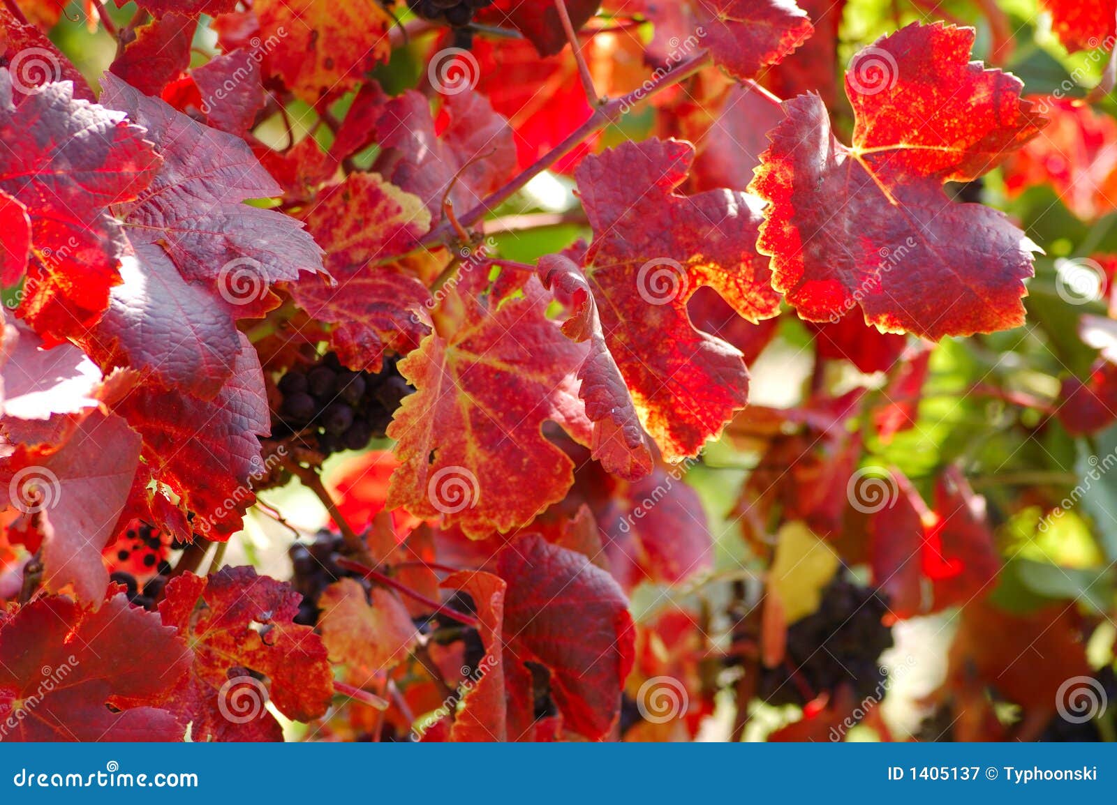 Autumnal Vine Leaves stock image. Image of agriculture - 1405137