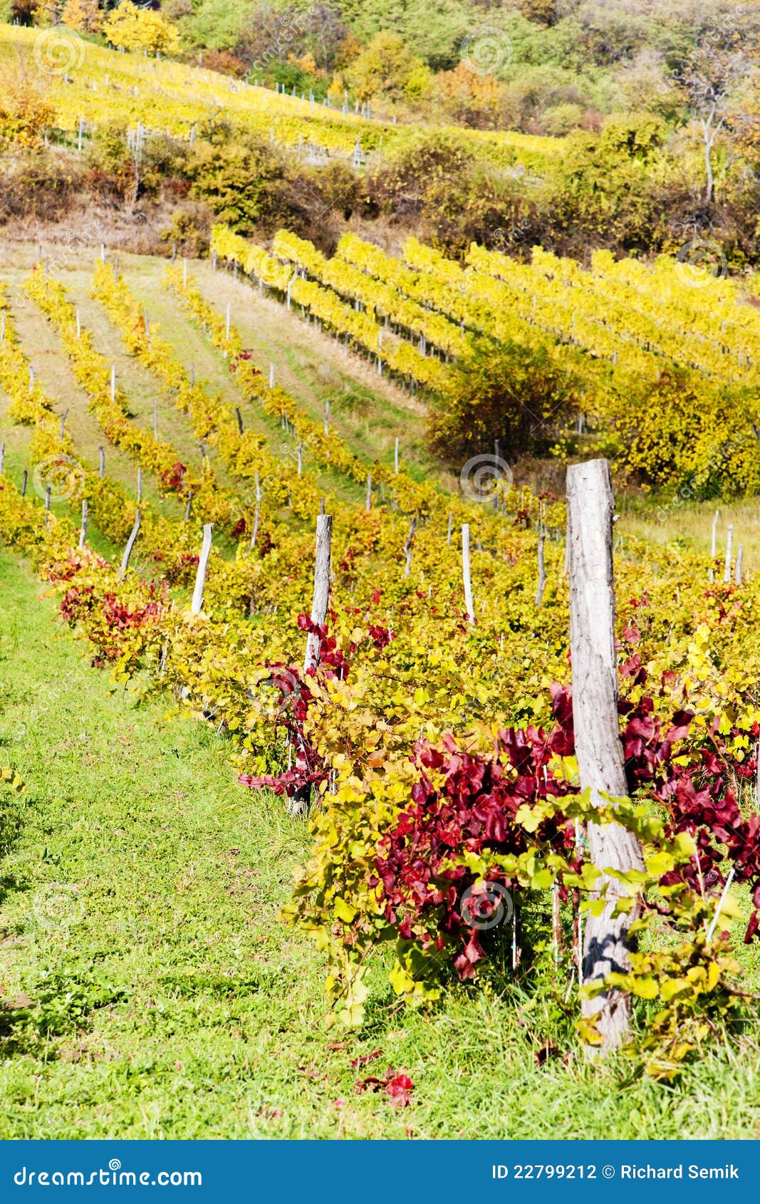 Autumnal Vineyards, Austria Stock Photo - Image of agriculture, wine ...