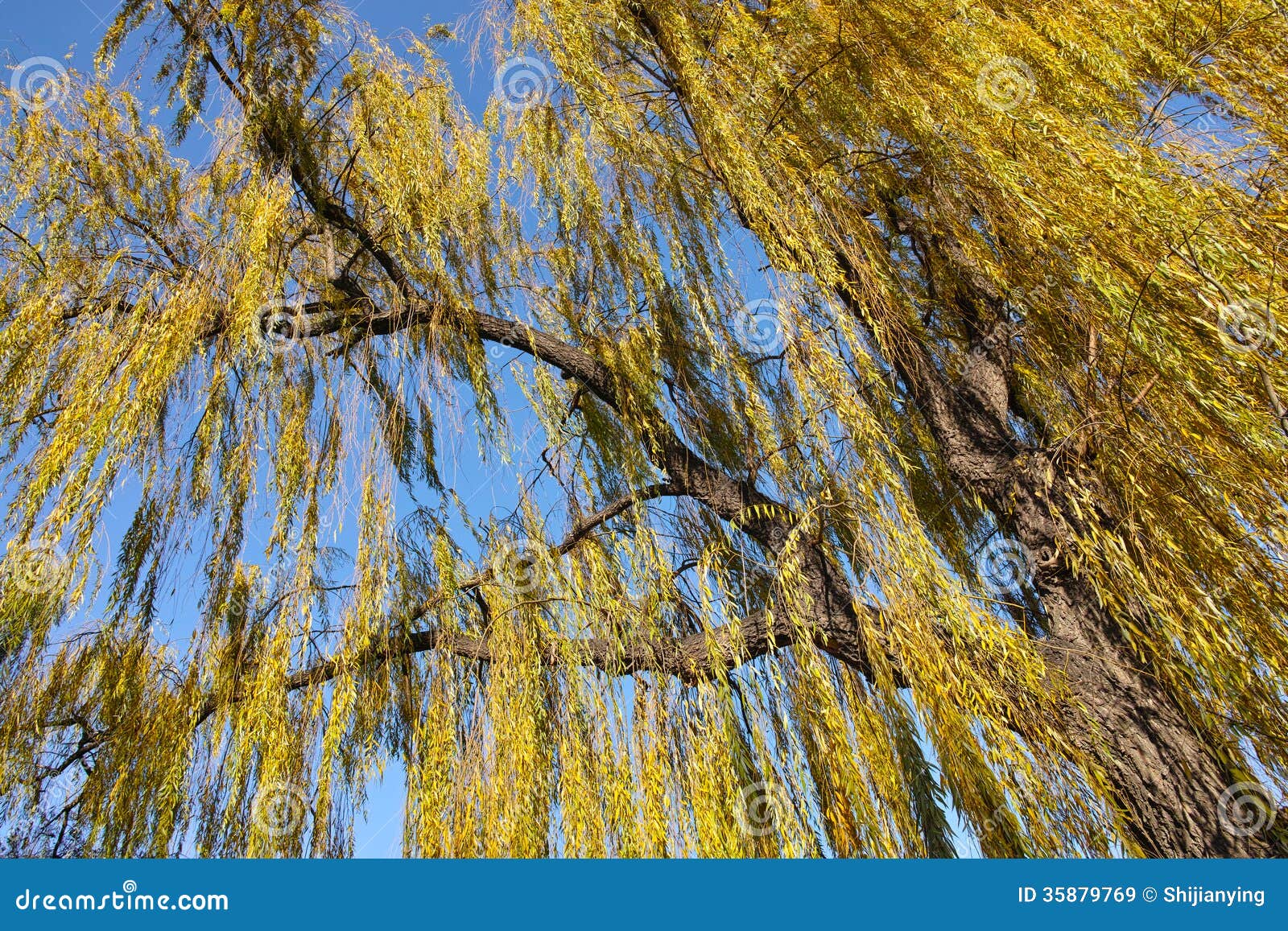 Autumnal willow stock image. Image of bole, osier, willow - 35879769