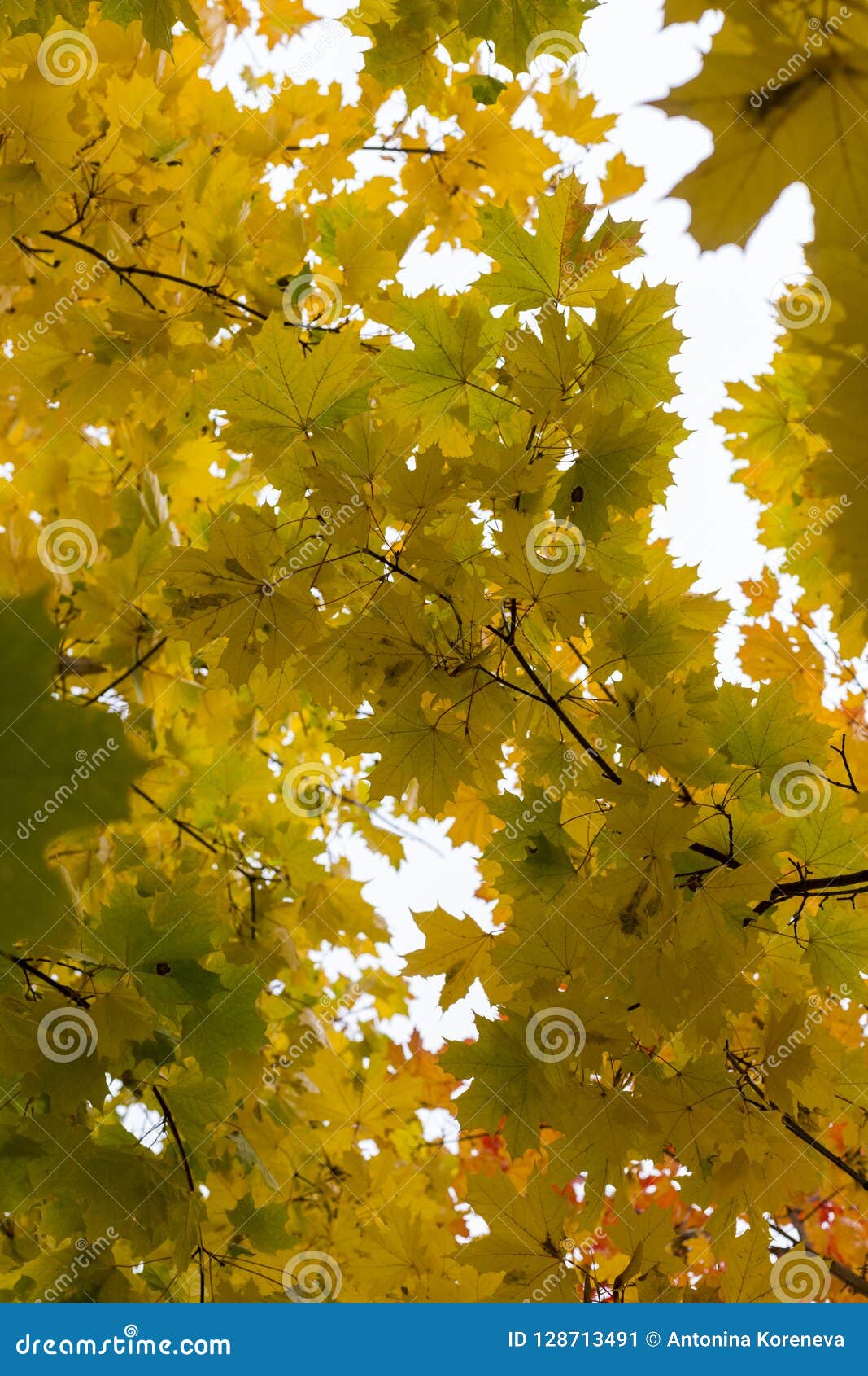 Autumnal Yellow Leaves on Tree in Forest Stock Image - Image of bright ...