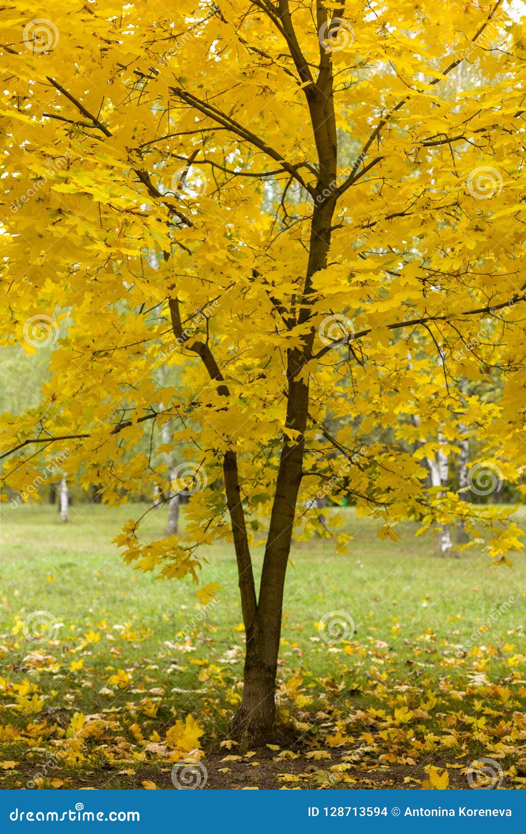 Autumnal Yellow Leaves on Tree in Forest Stock Photo - Image of bright ...