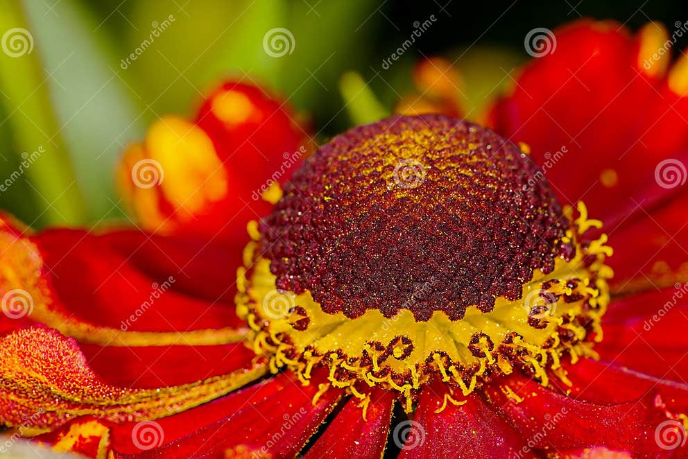 Autumnale Rojo Del Helenium De La Flor Foto de archivo - Imagen de ...