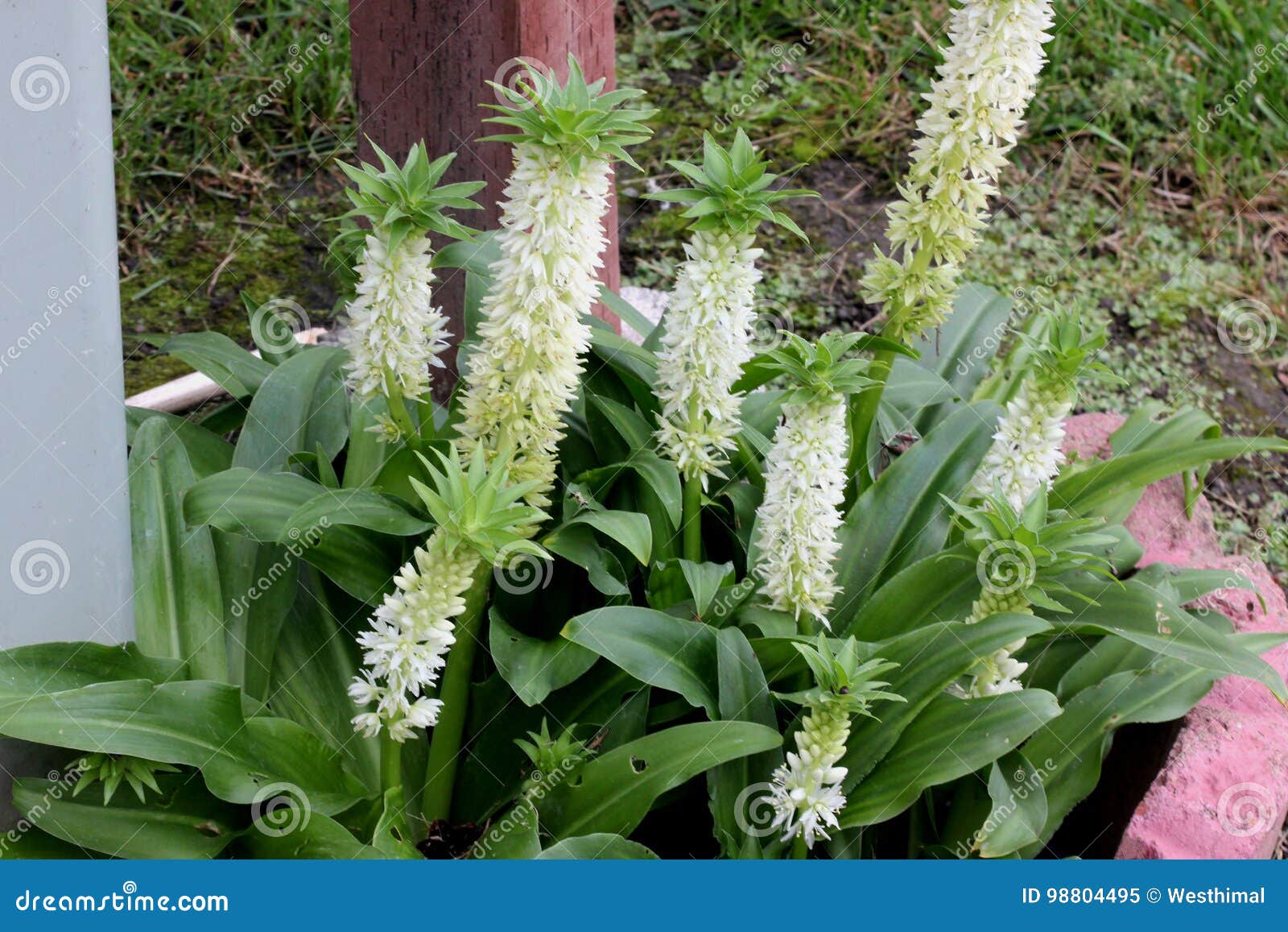 Autumnalis De Eucomis, Flor Do Abacaxi Do Outono Imagem de Stock ...