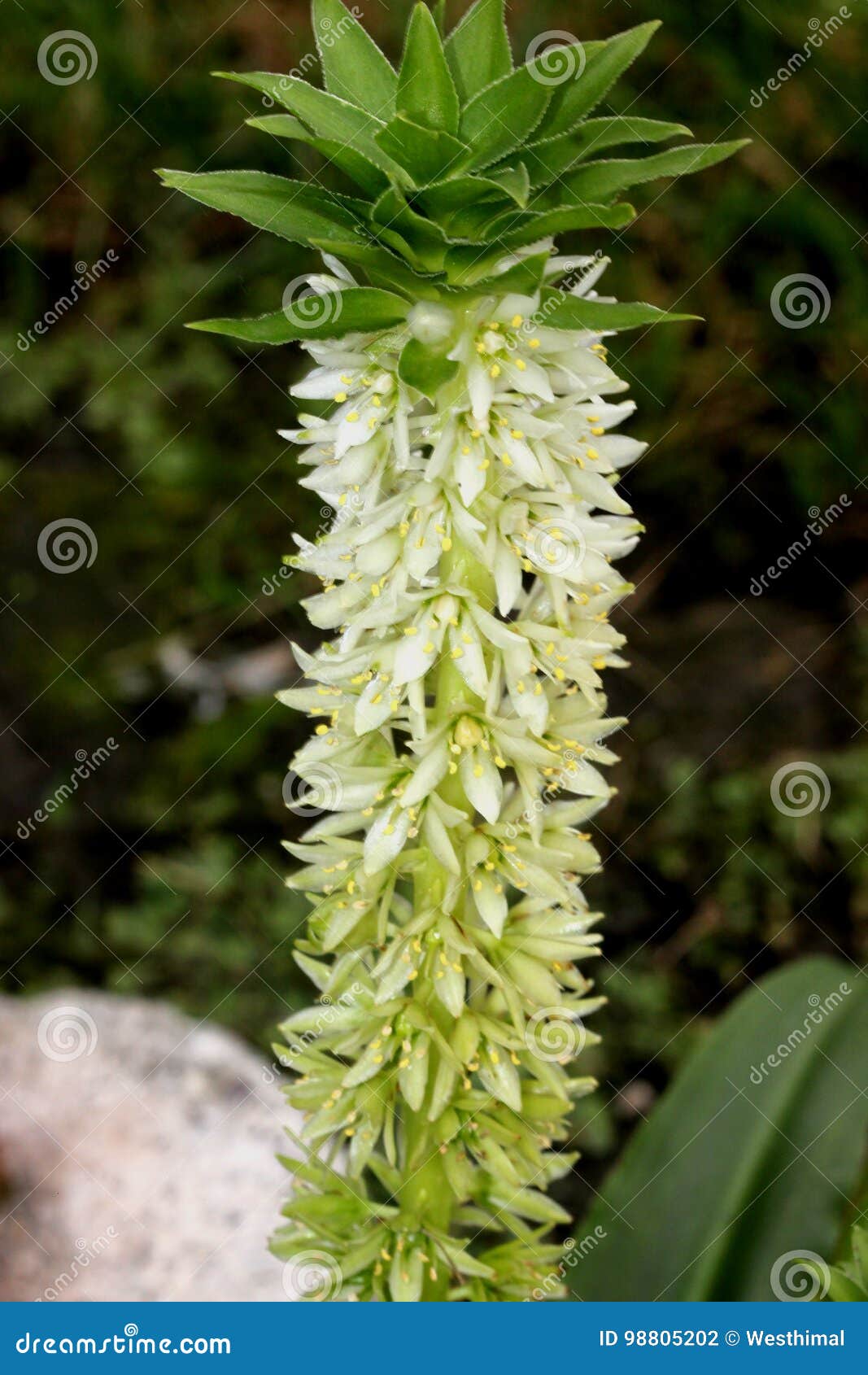 Autumnalis De Eucomis, Flor Do Abacaxi Do Outono Foto de Stock - Imagem ...