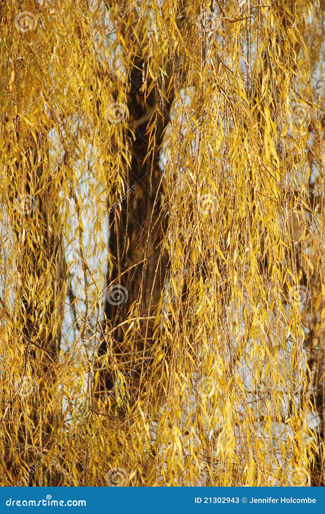 Autumns Golden Willow Tree Leaves Stock Image - Image of background ...