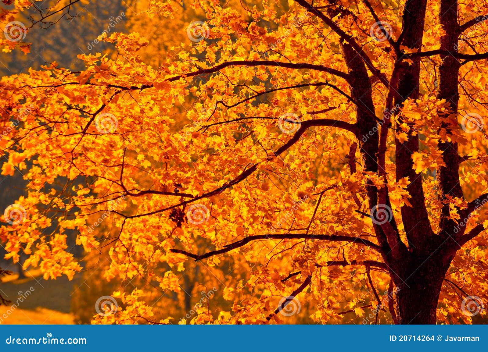 Autunm tree stock photo. Image of scene, background, woods - 20714264