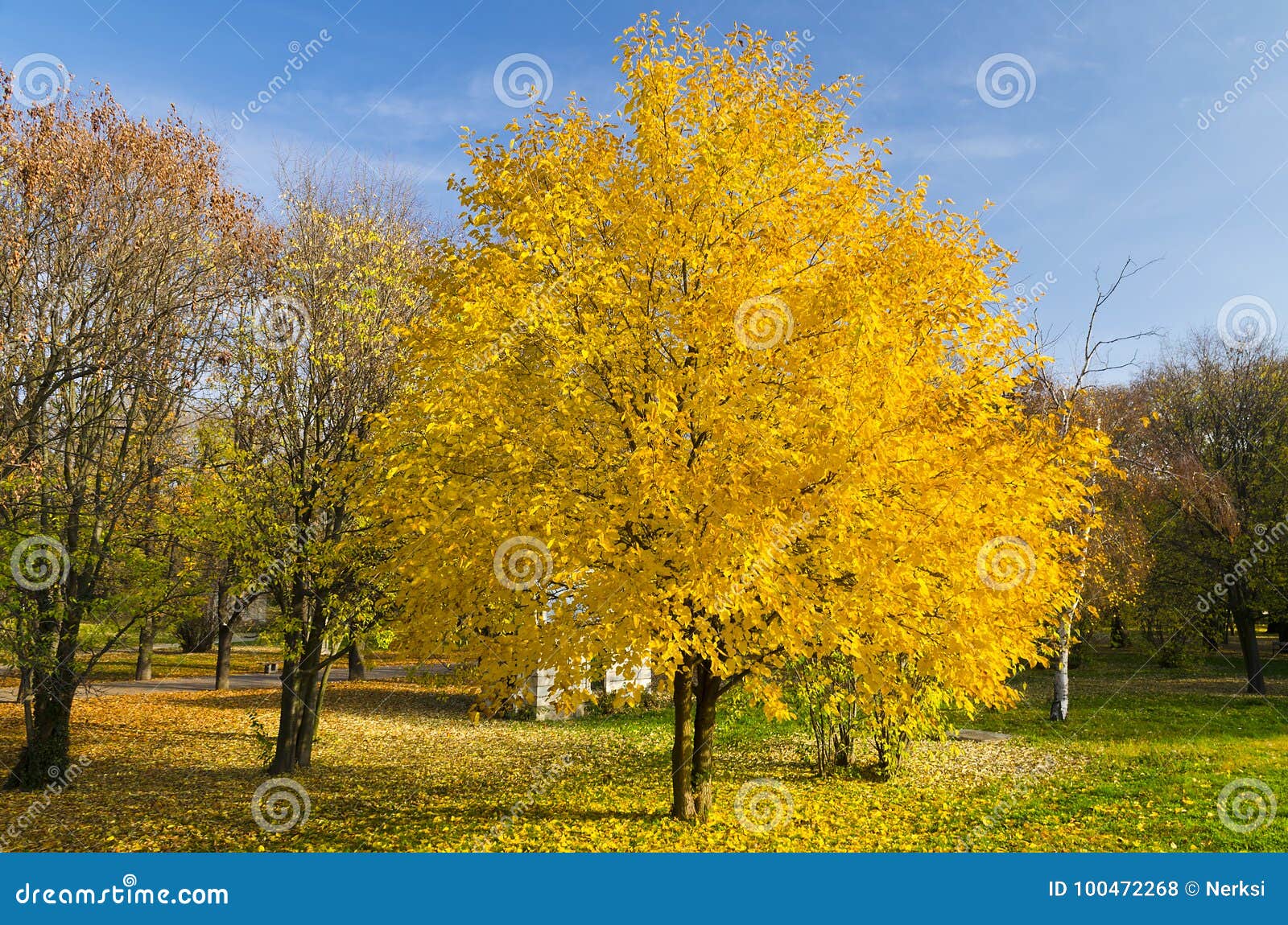 Autunm tree in the park stock photo. Image of season - 100472268