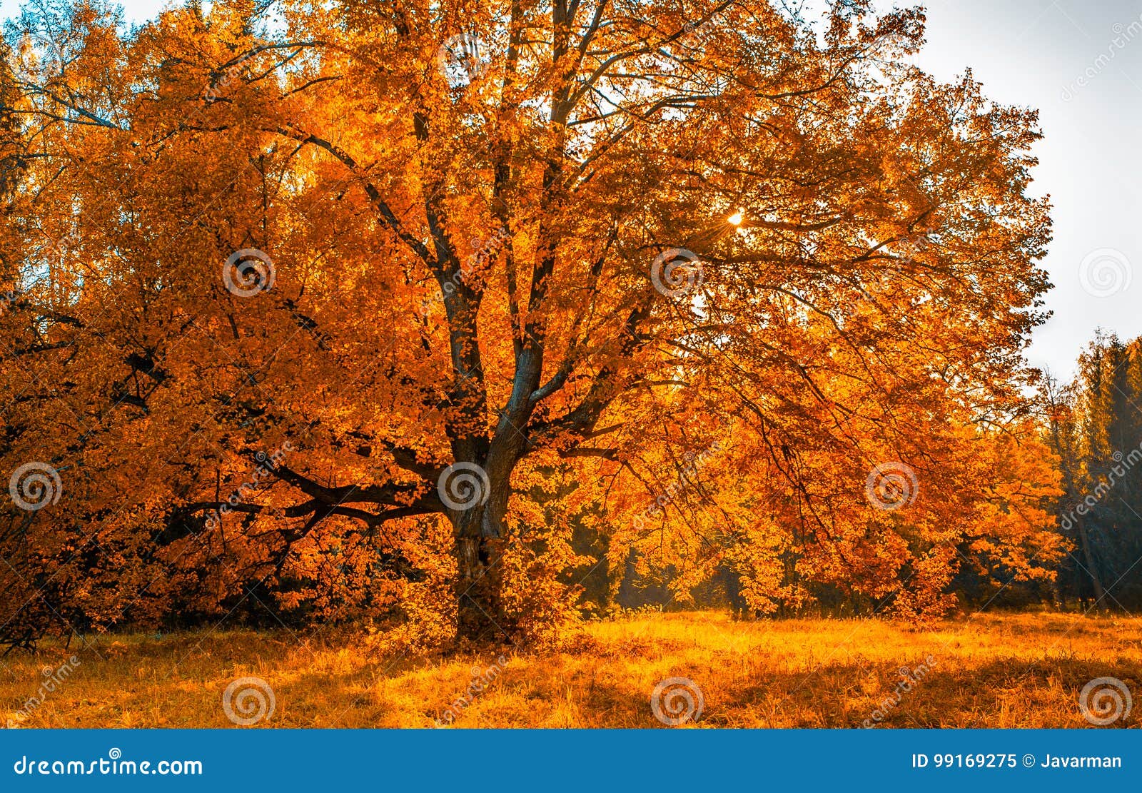 Autunm Tree in the Park, Perfect Fall Scenery Stock Image - Image of ...