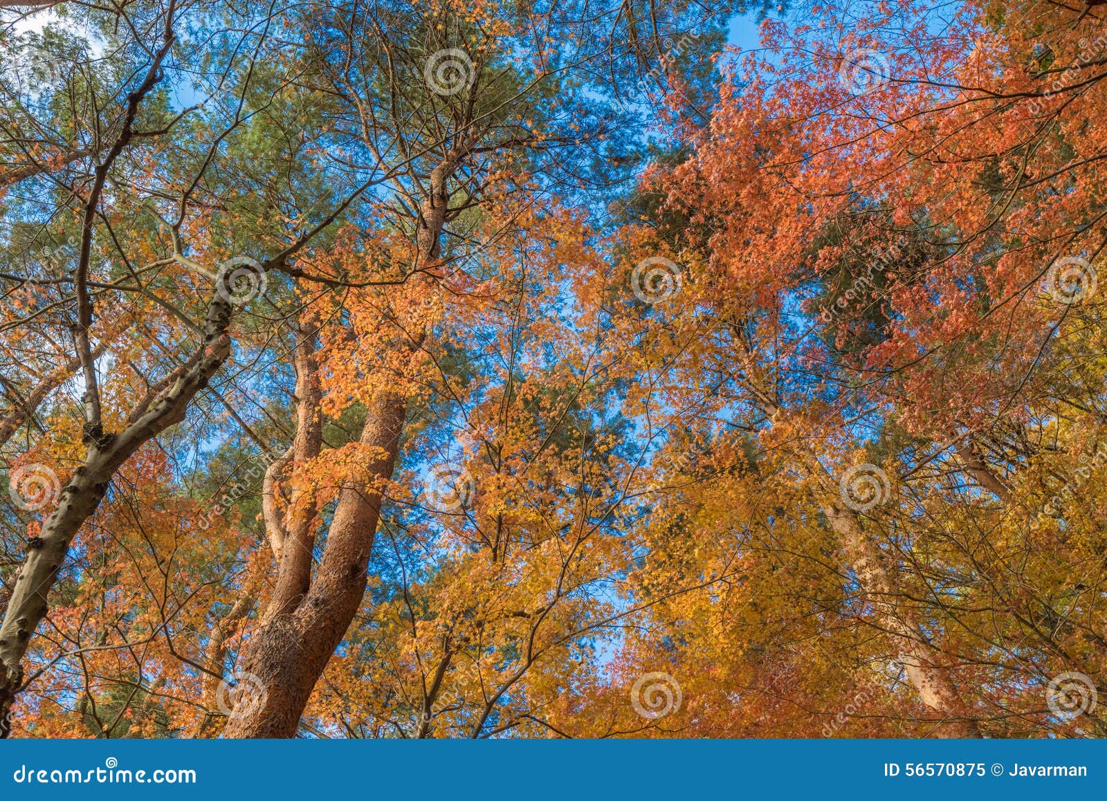 Autunm trees stock image. Image of outdoors, marples - 56570875