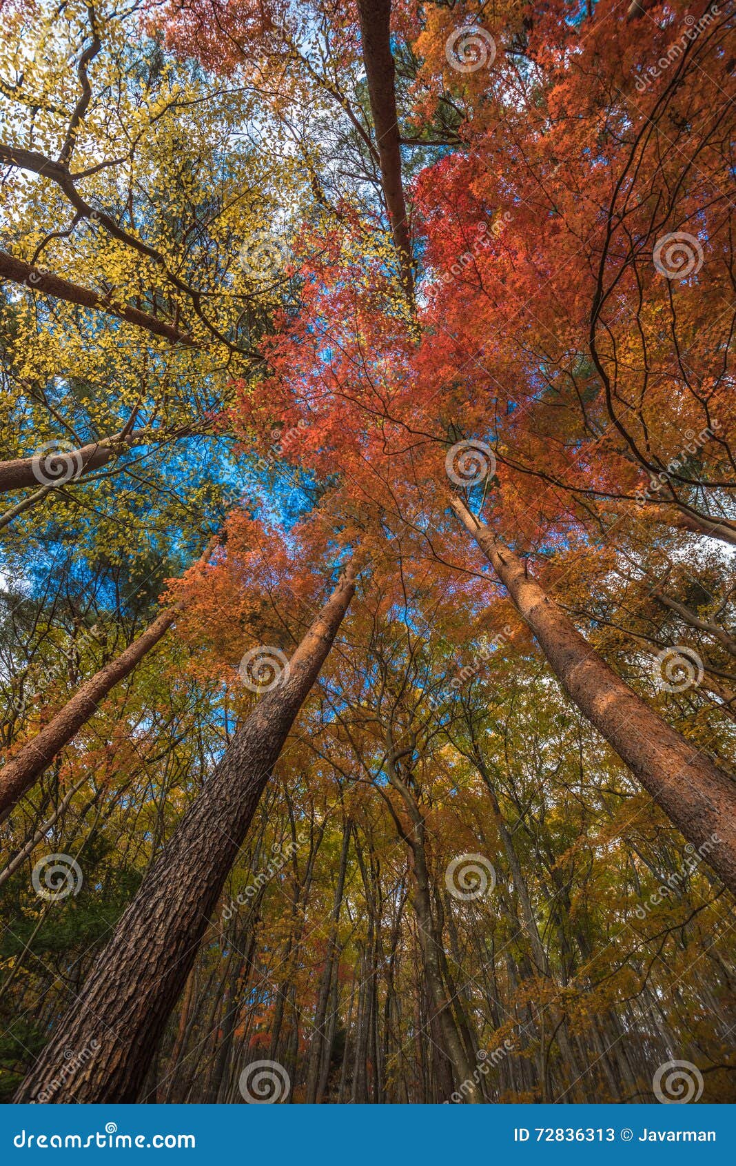 Autunm trees stock image. Image of landscape, branch - 72836313