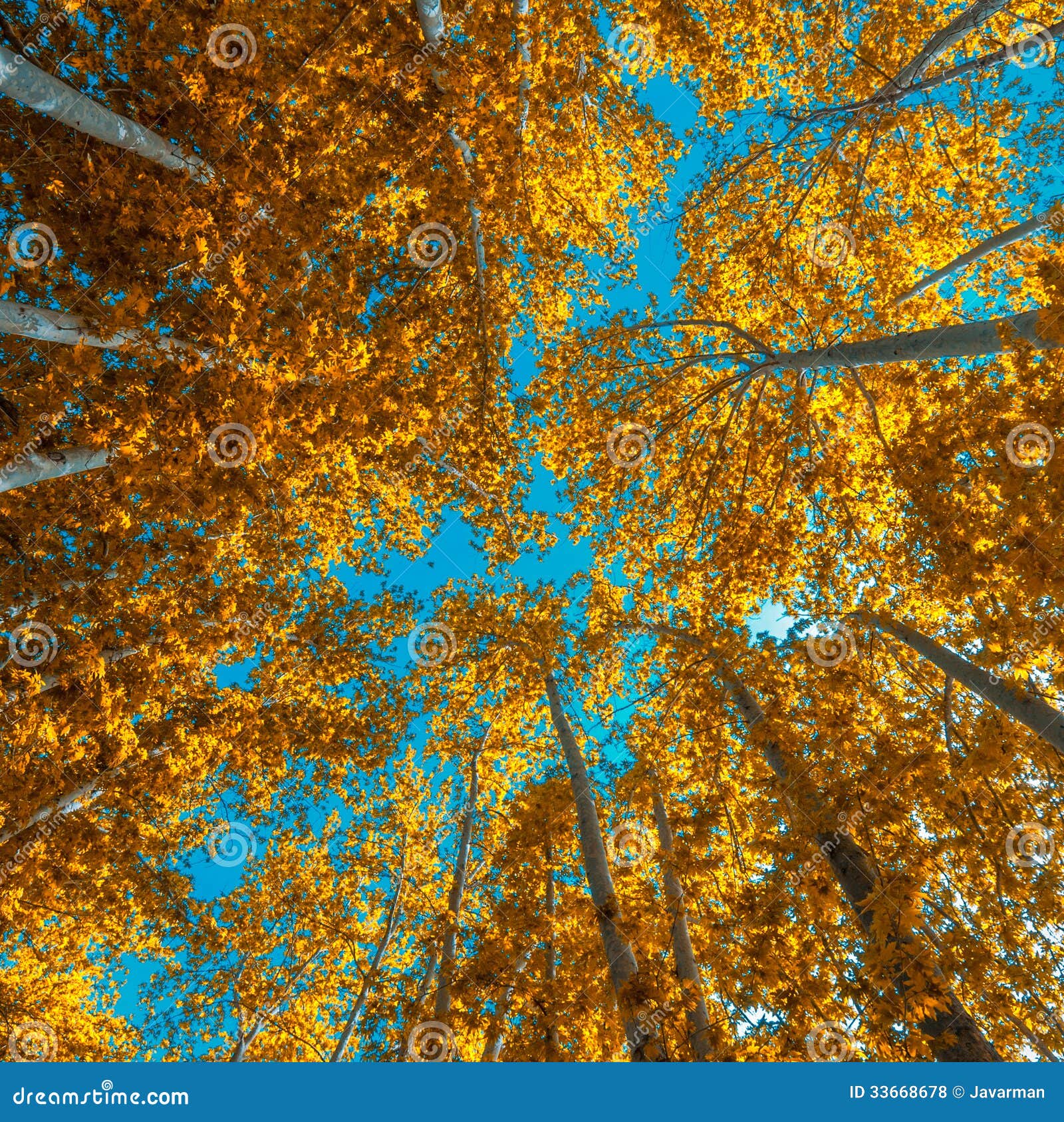 Autunm trees stock photo. Image of autumn, woods, lush - 33668678