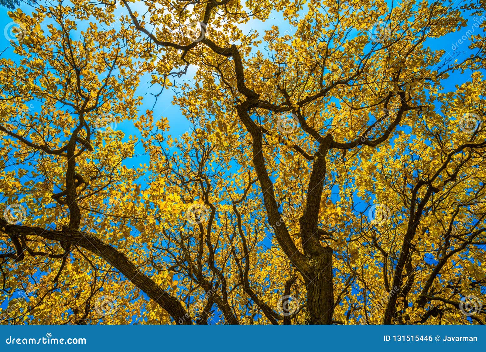 Autunm Trees in the Park, Perfect Fall Scenery Stock Photo - Image of ...