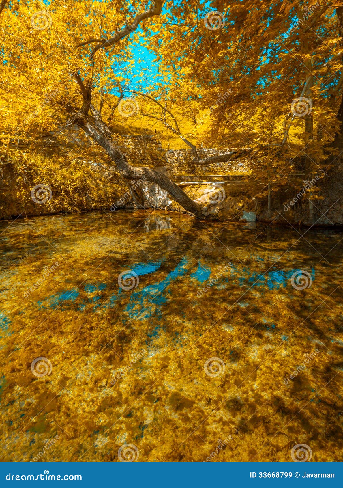 Autunm trees stock image. Image of yellow, multi, woods - 33668799