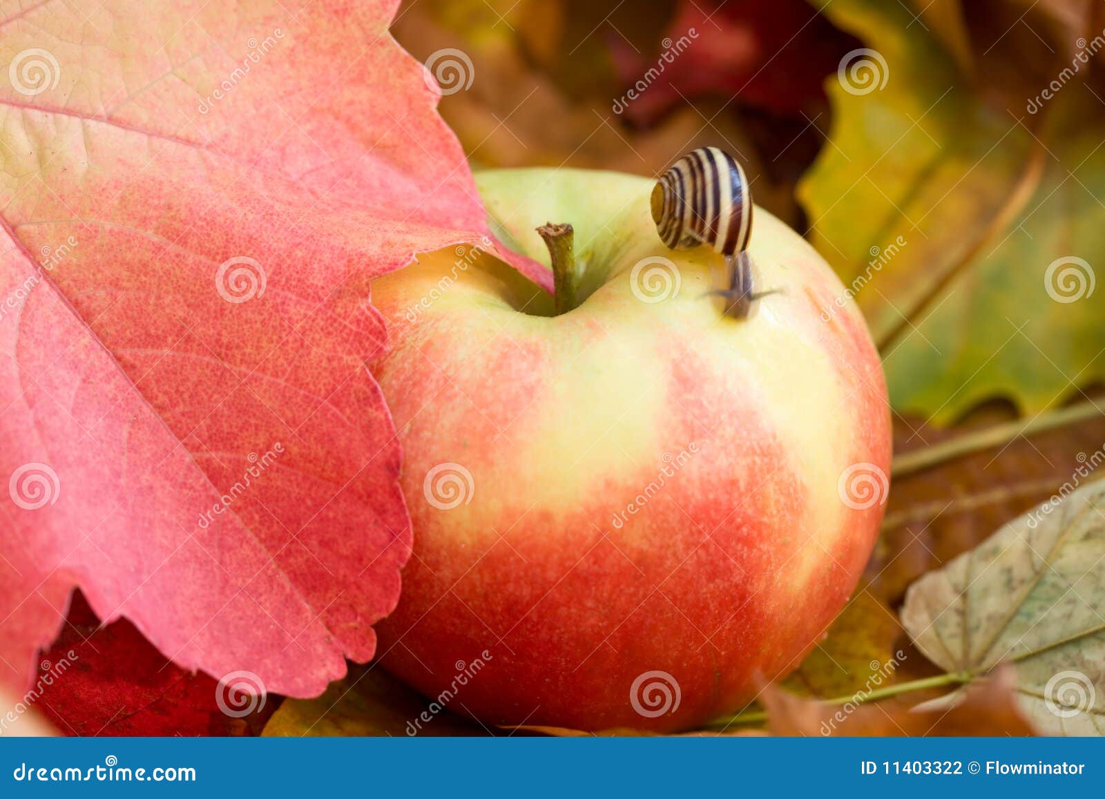 Autunno fotografia stock. Immagine di nave, lumaca, frutte - 11403322