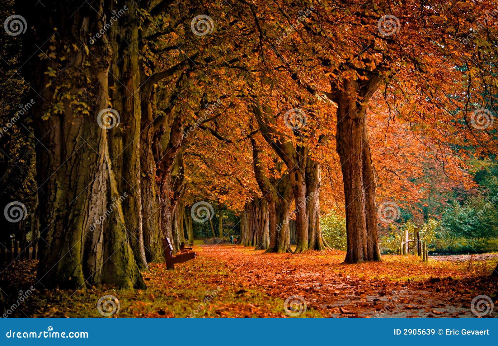 Autunno nella foresta immagine stock. Immagine di prospetto - 2905639
