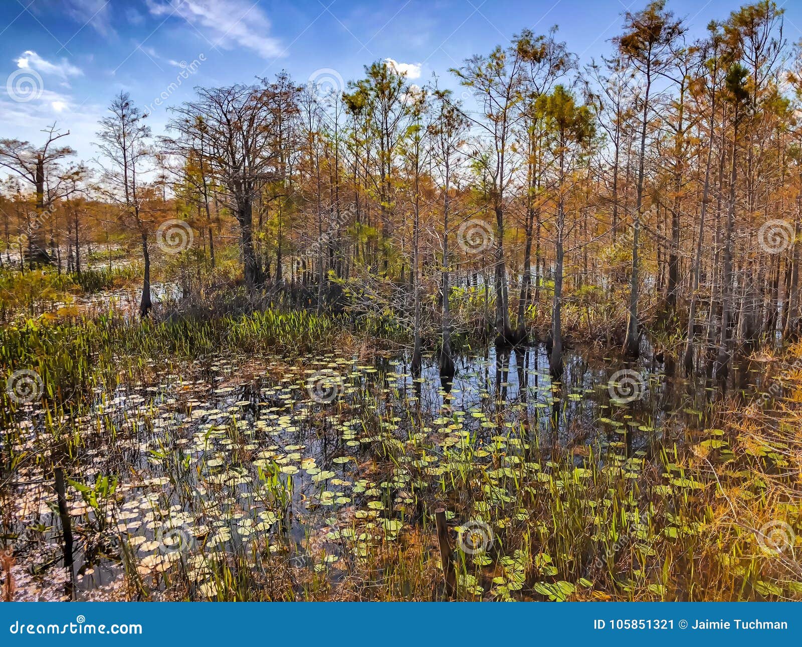 Autunno nella palude immagine stock. Immagine di sfondo - 105851321