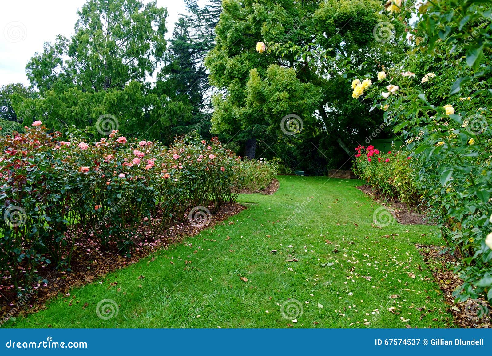 Autunno in Te Awamutu Rose Gardens, Te Awamutu, Waipa, Waikato Nuova ... Autunno in Te Awamutu Rose Gardens, Te Awamutu, Waipa, Waikato Nuova ...