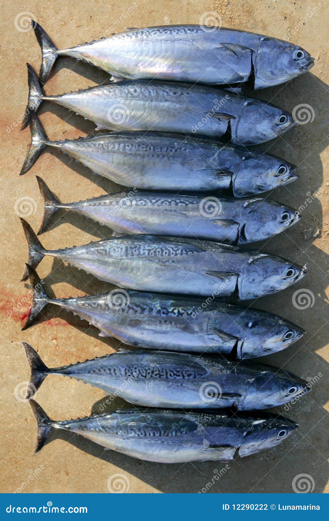 Auxis Thazard Fish in a Row Frigate Tuna Catch Stock Photo - Image of ...