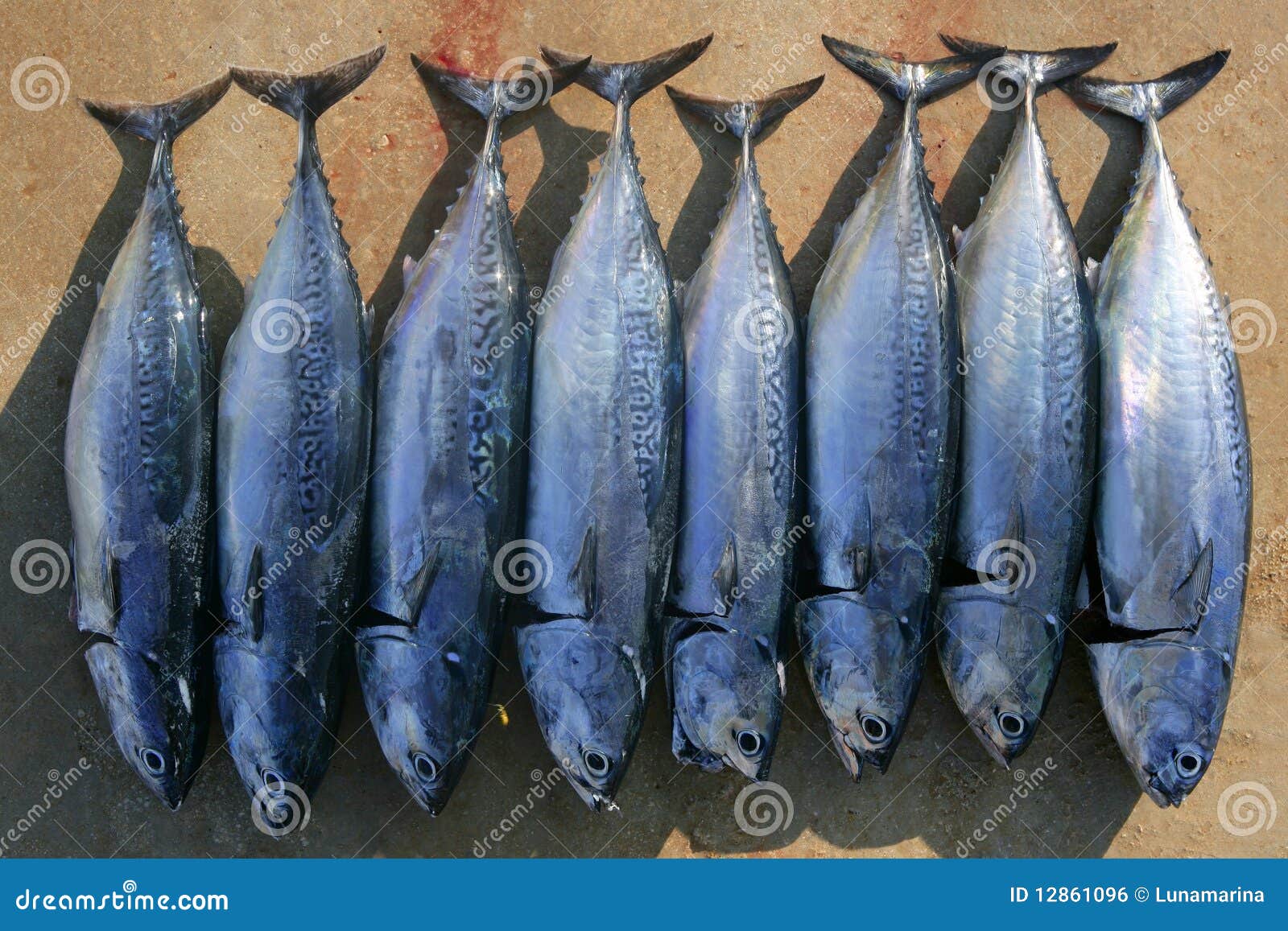 Auxis Thazard Fish in a Row Frigate Tuna Catch Stock Photo - Image of ...