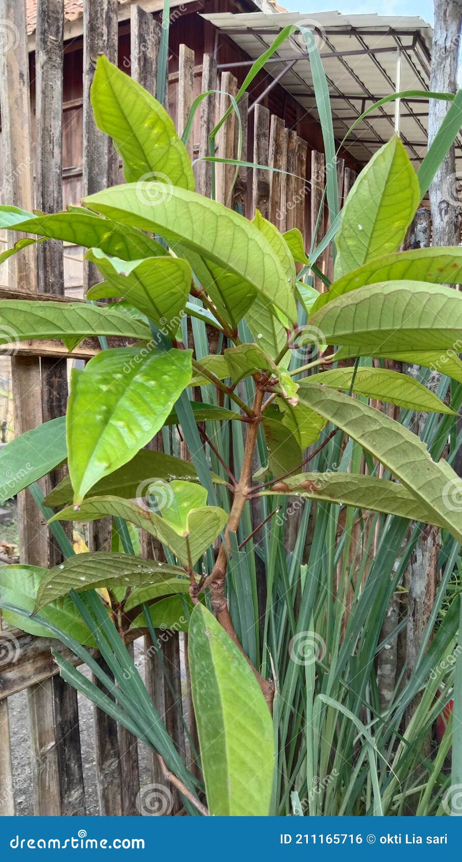 The Ava Tree in the Front Yard of the House Stock Photo - Image of garden, guava: 211165716