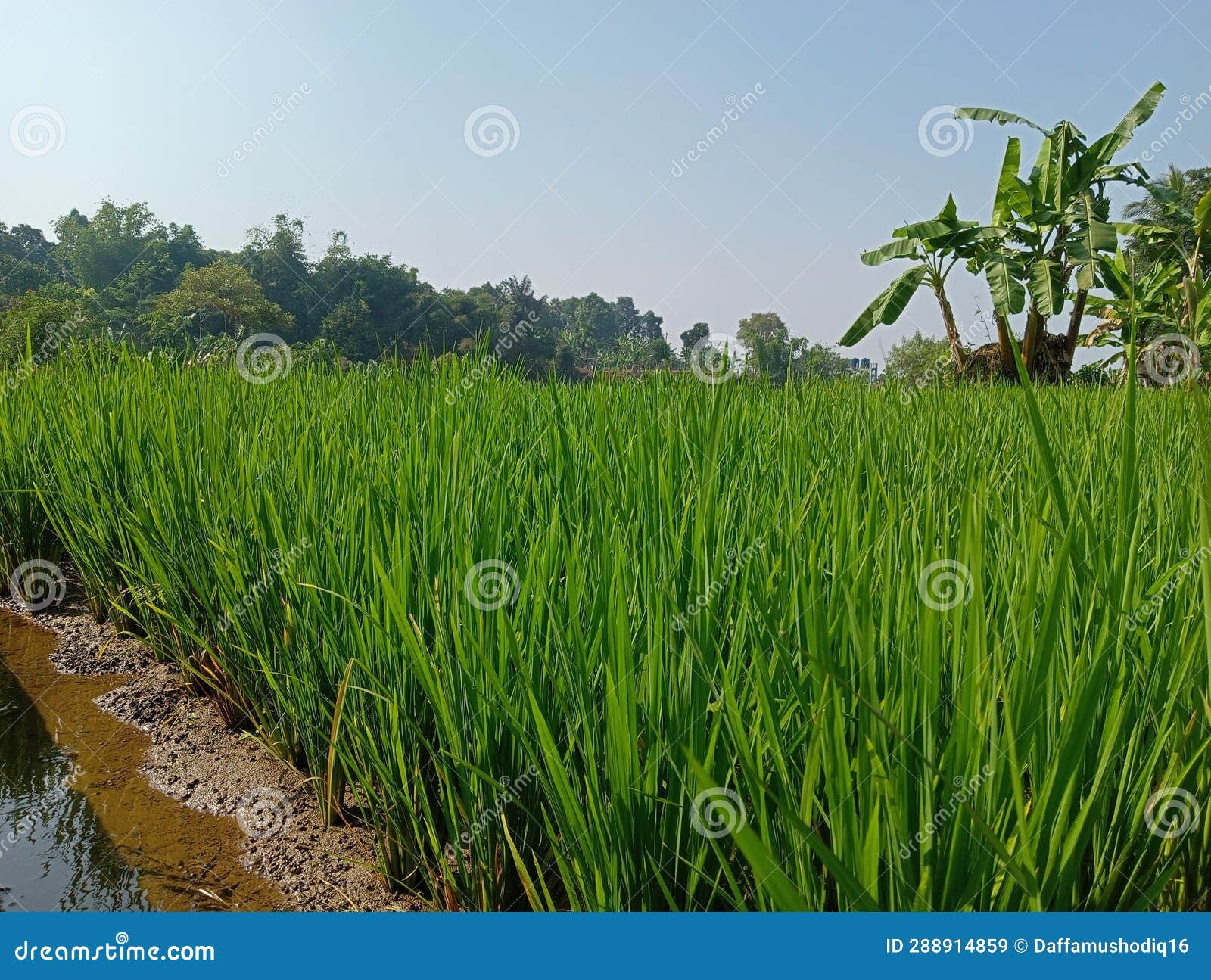 191 Sufficient Rice Stock Photos - Free & Royalty-Free Stock Photos ...