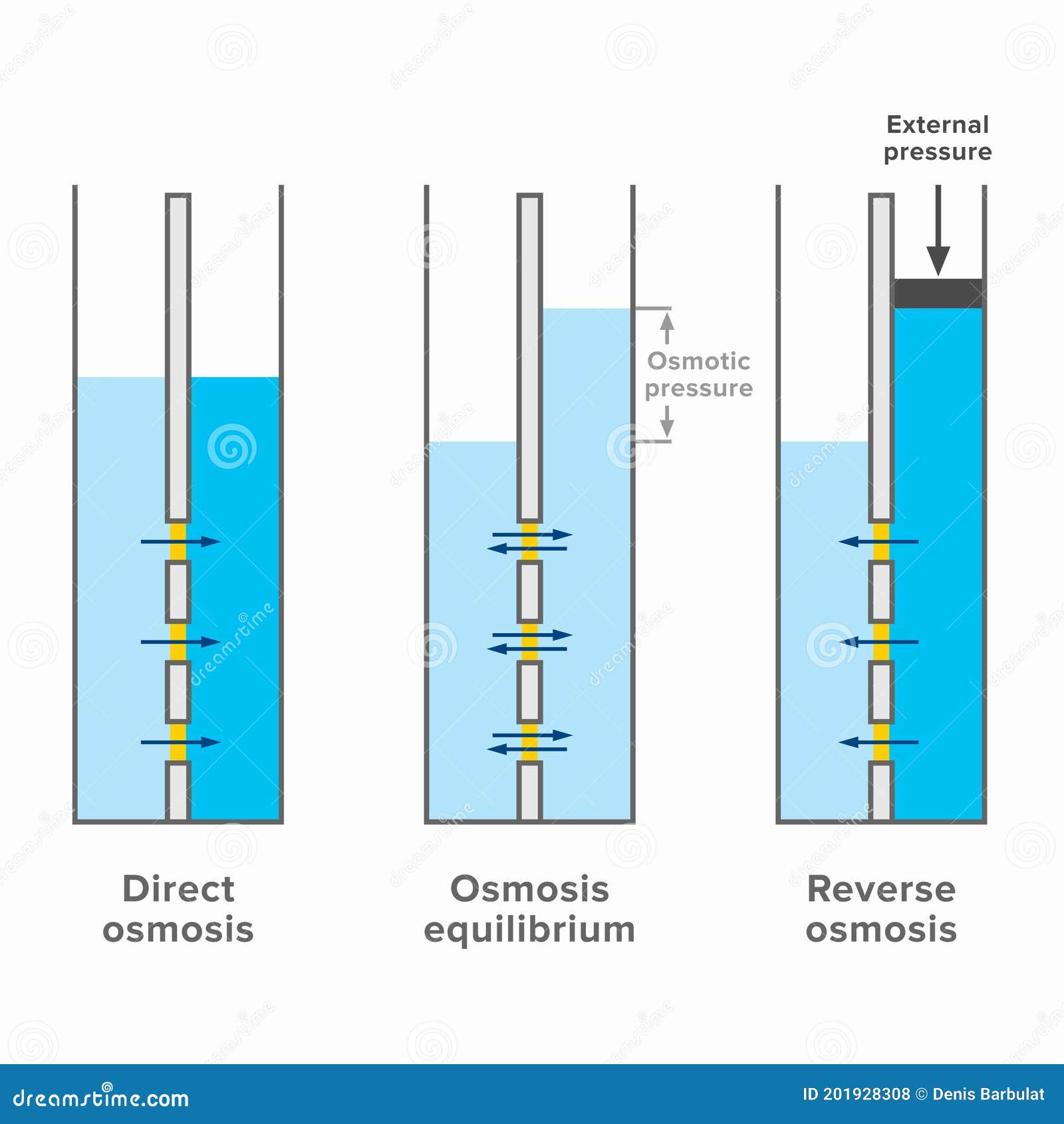 Osmosis Process Explanation For Untreated Water Purification Outline ...