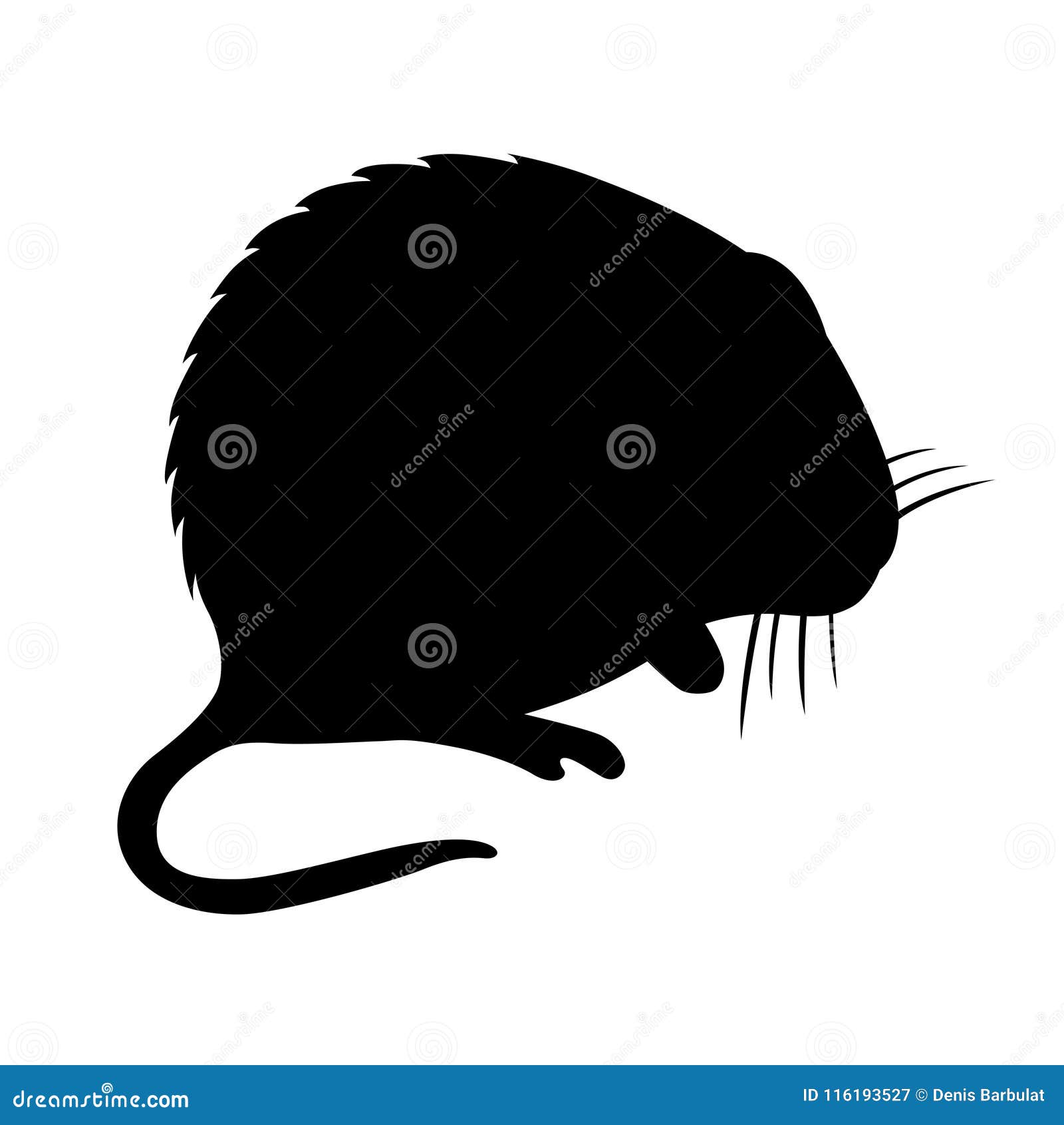 Hispid Cotton Rat Cartoon Vector | CartoonDealer.com #116193527