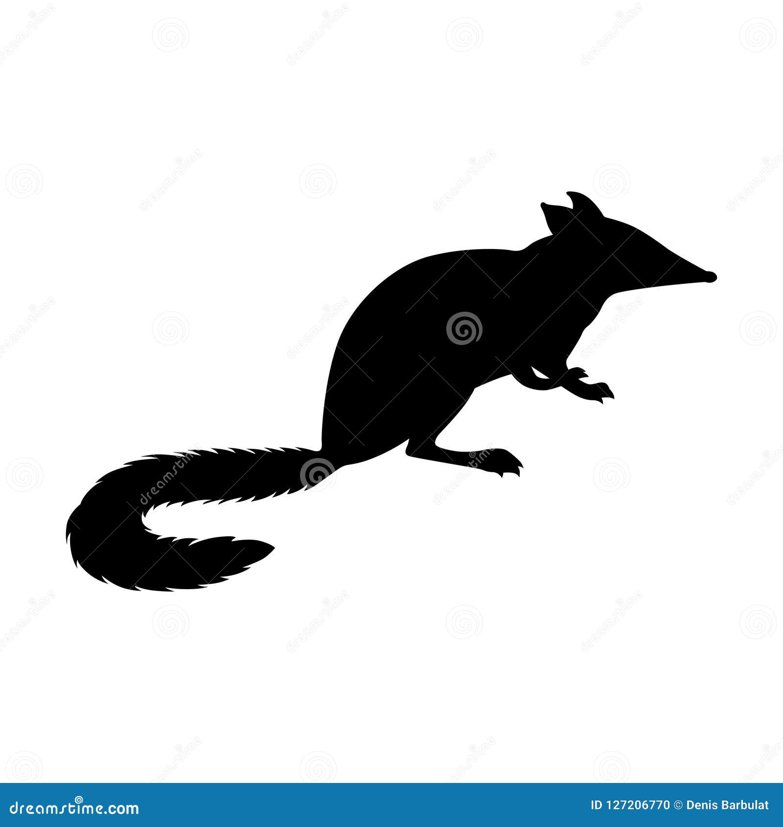 Numbat stock vector. Illustration of rare, rodent, wildlife - 127206770
