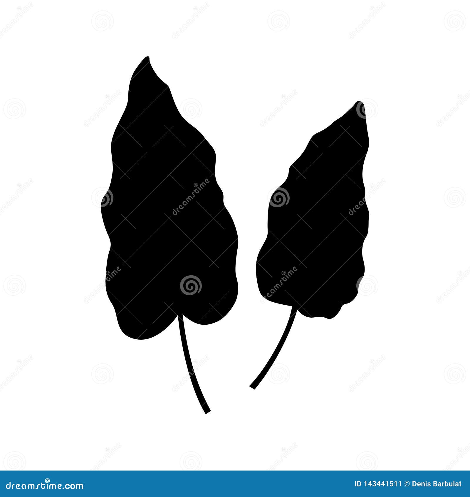 Rumex stock vector. Illustration of rumex, vegetable - 143441511