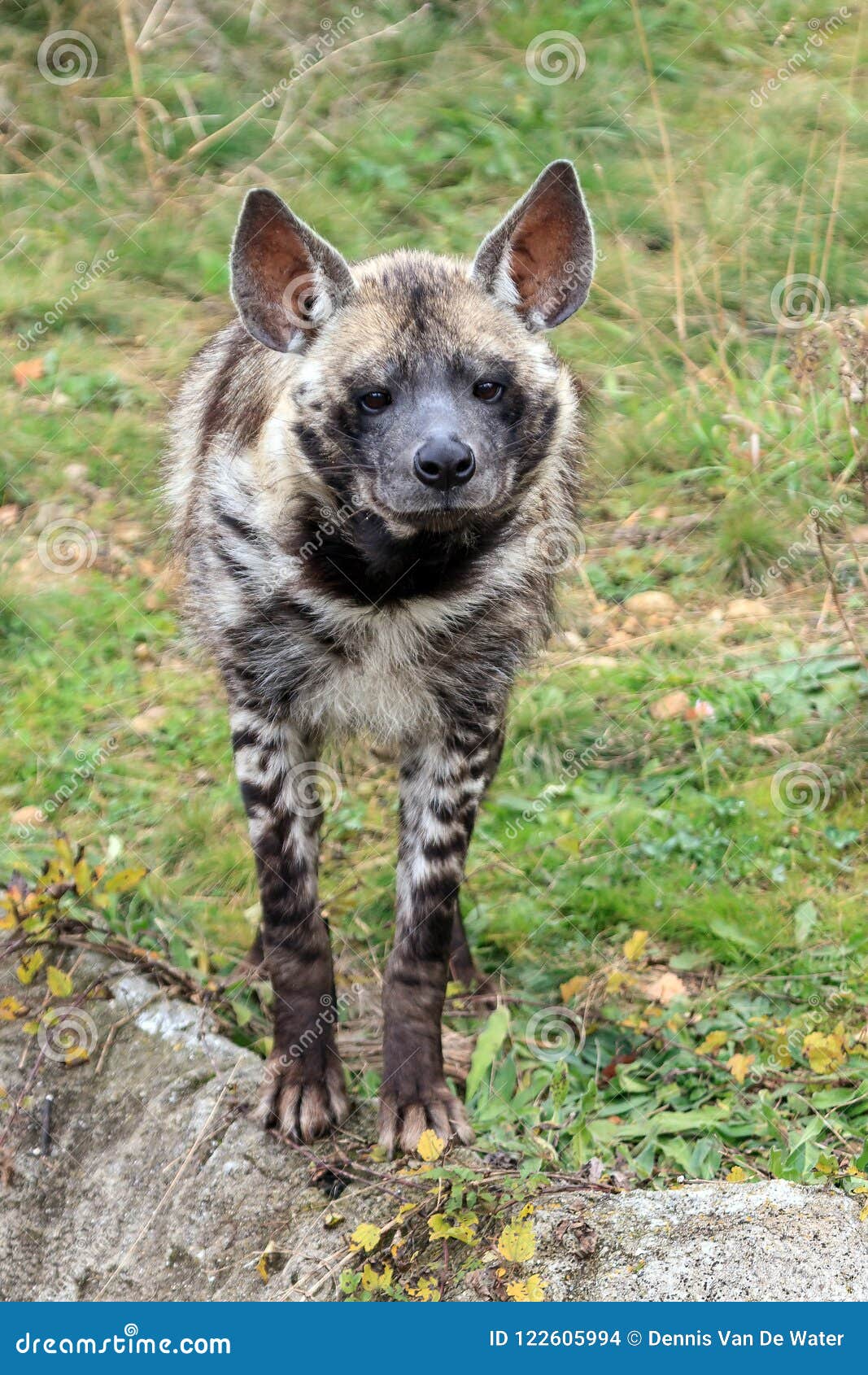 Avant d'hyène rayée photo stock. Image du faune, course - 122605994