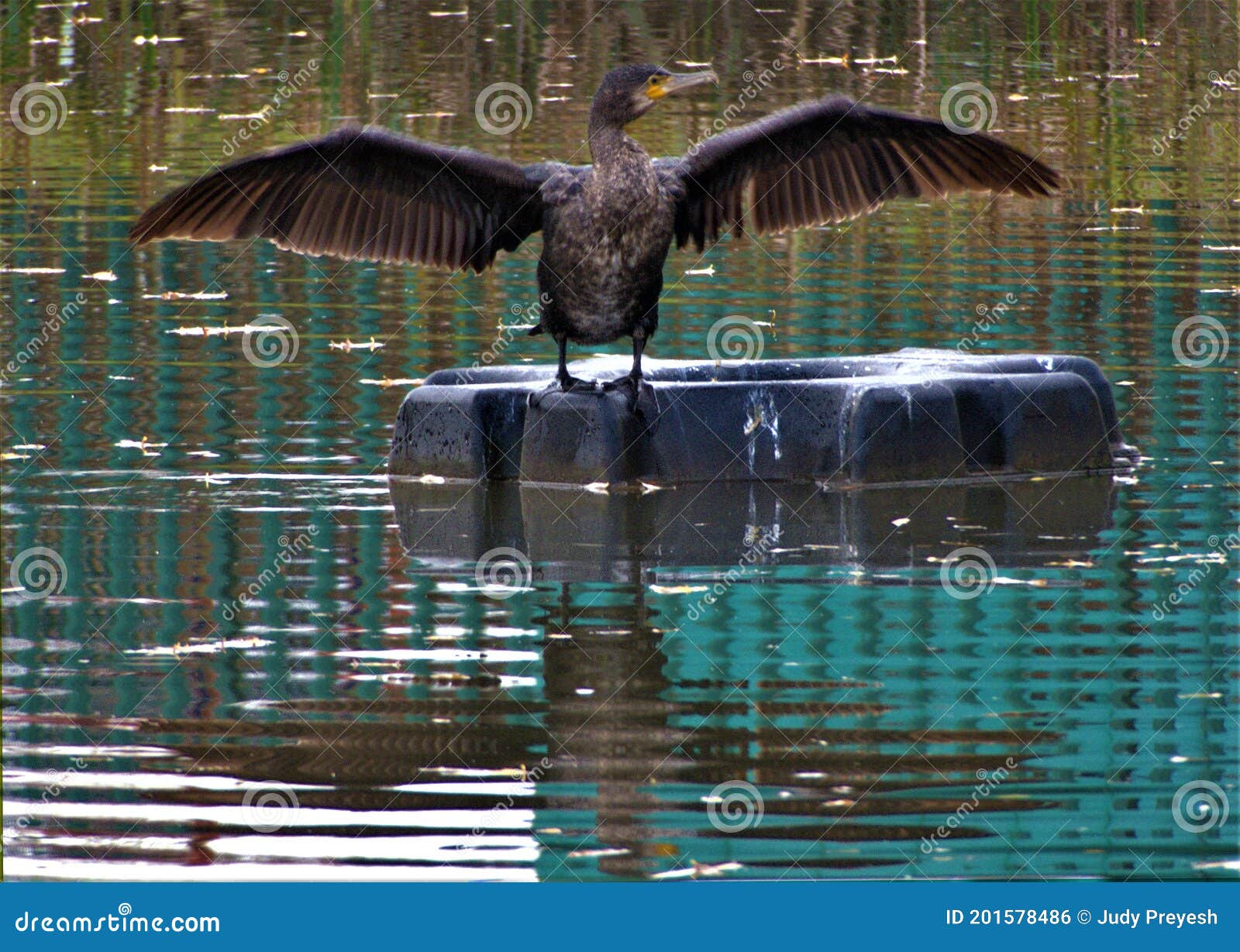 Ave corvo com asas abertas foto de stock. Imagem de corvo - 201578486