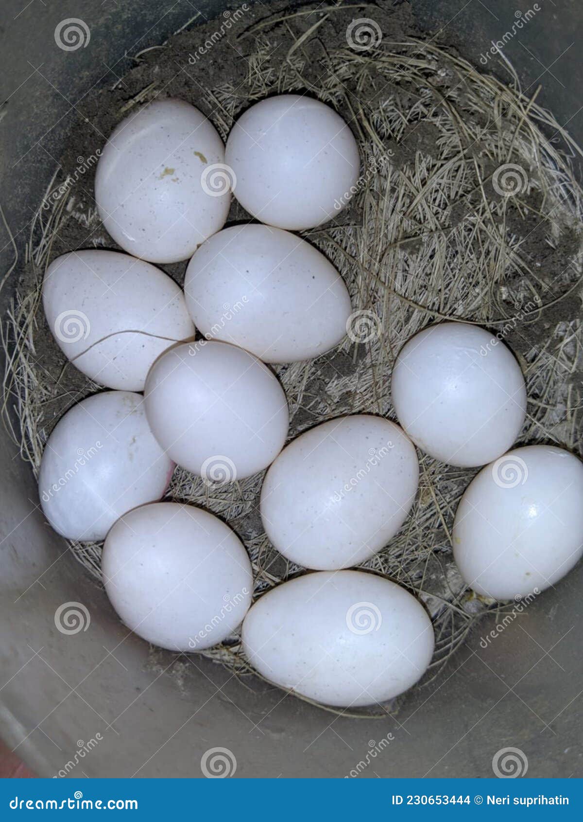 Ave De Amor De Huevo En Bowl Foto de archivo - Imagen de amor, huevo ...