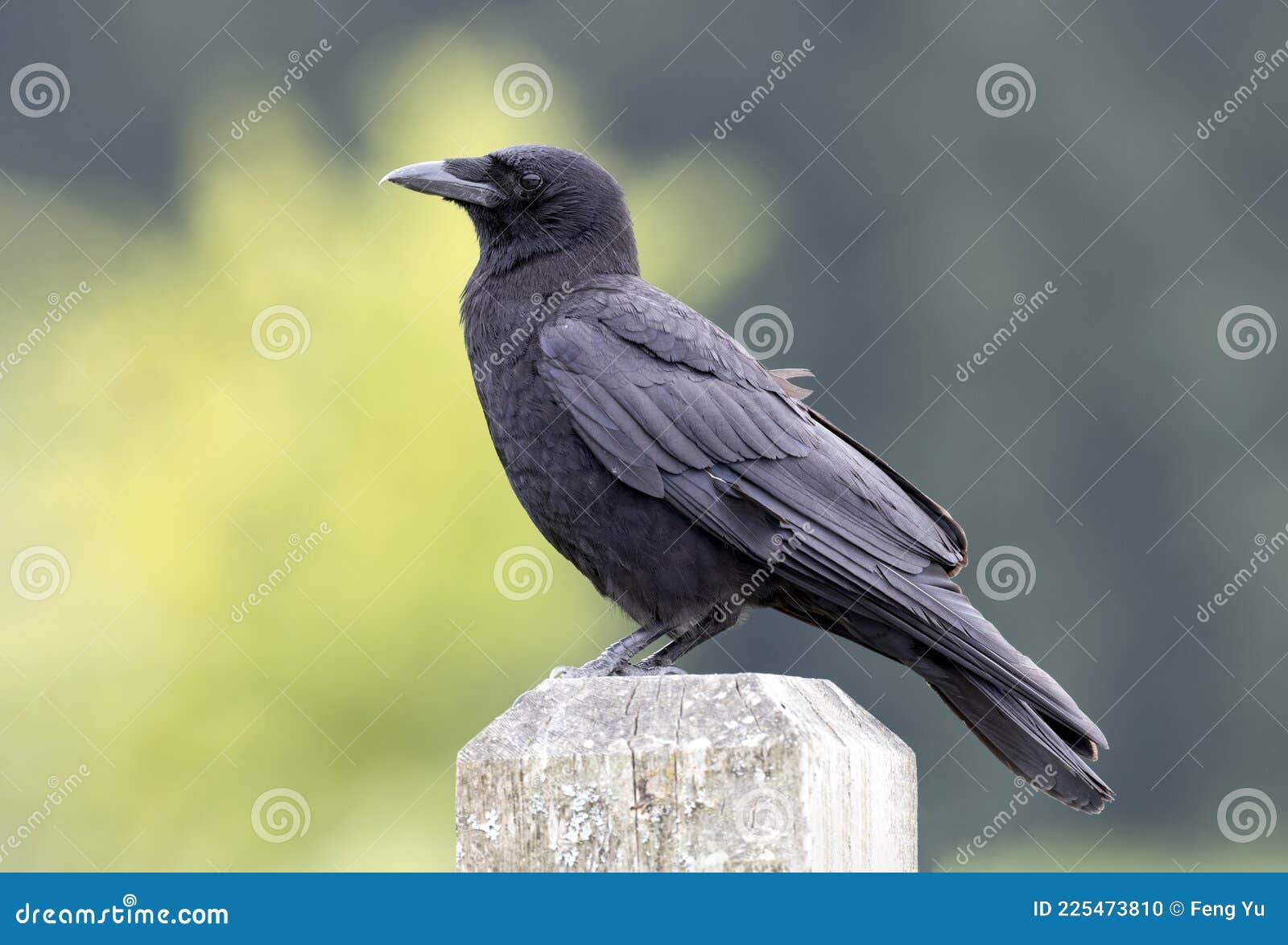 Ave De Cuervo Noroccidental Foto de archivo - Imagen de vancouver, cubo ...